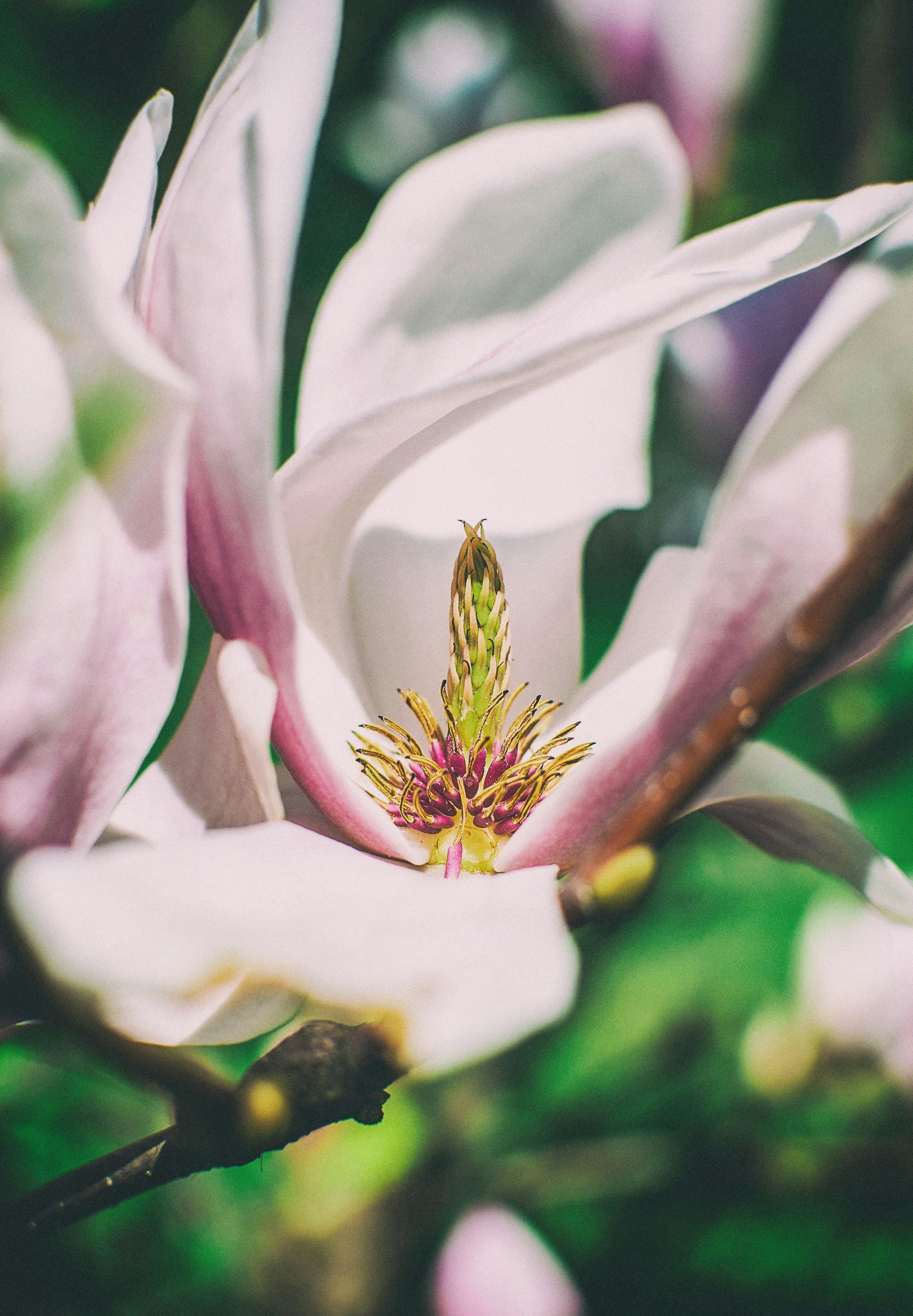 Center Stage: Magnolia in Soft Focus