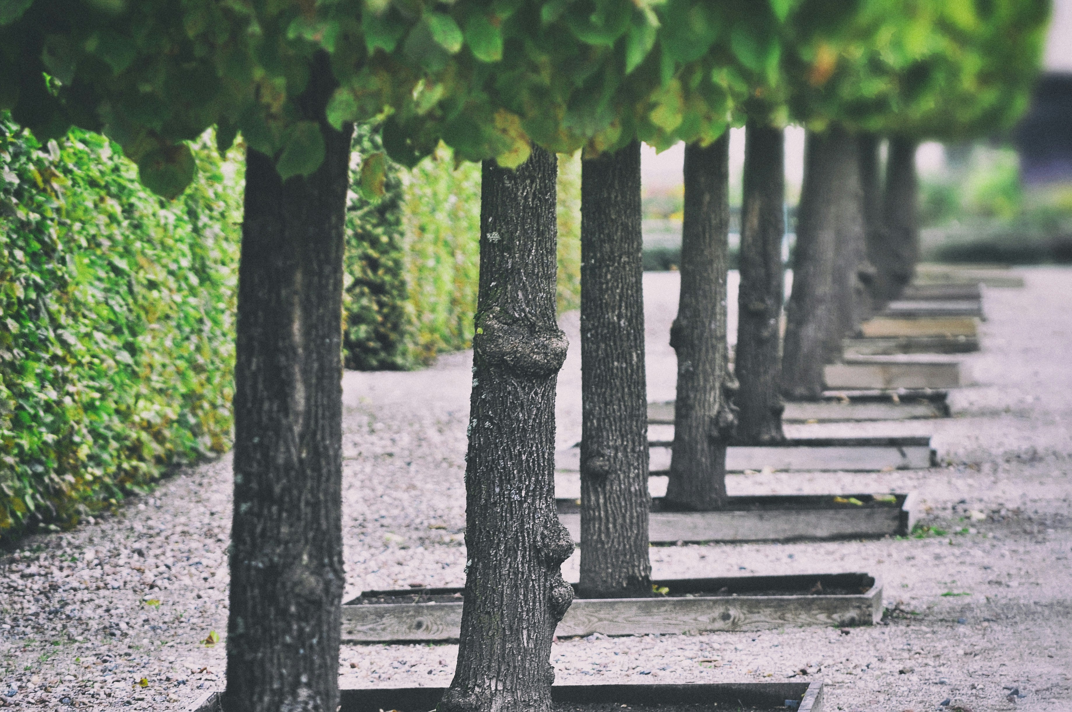 Aligned Oaks: a Row of Truncated Trunks along a Gravel Walk