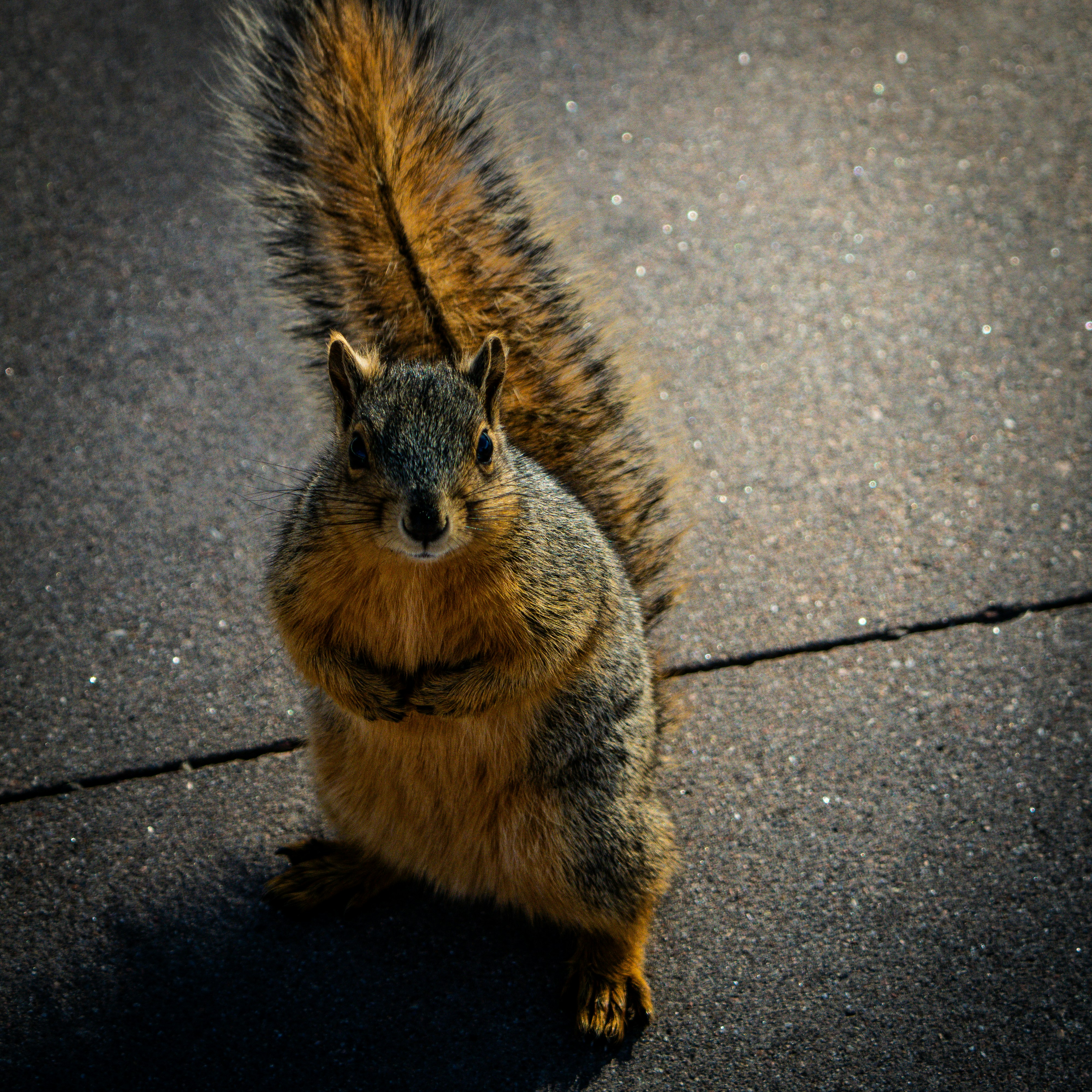 A squirrel is standing on its hind legs photo – Free Animal Image on ...