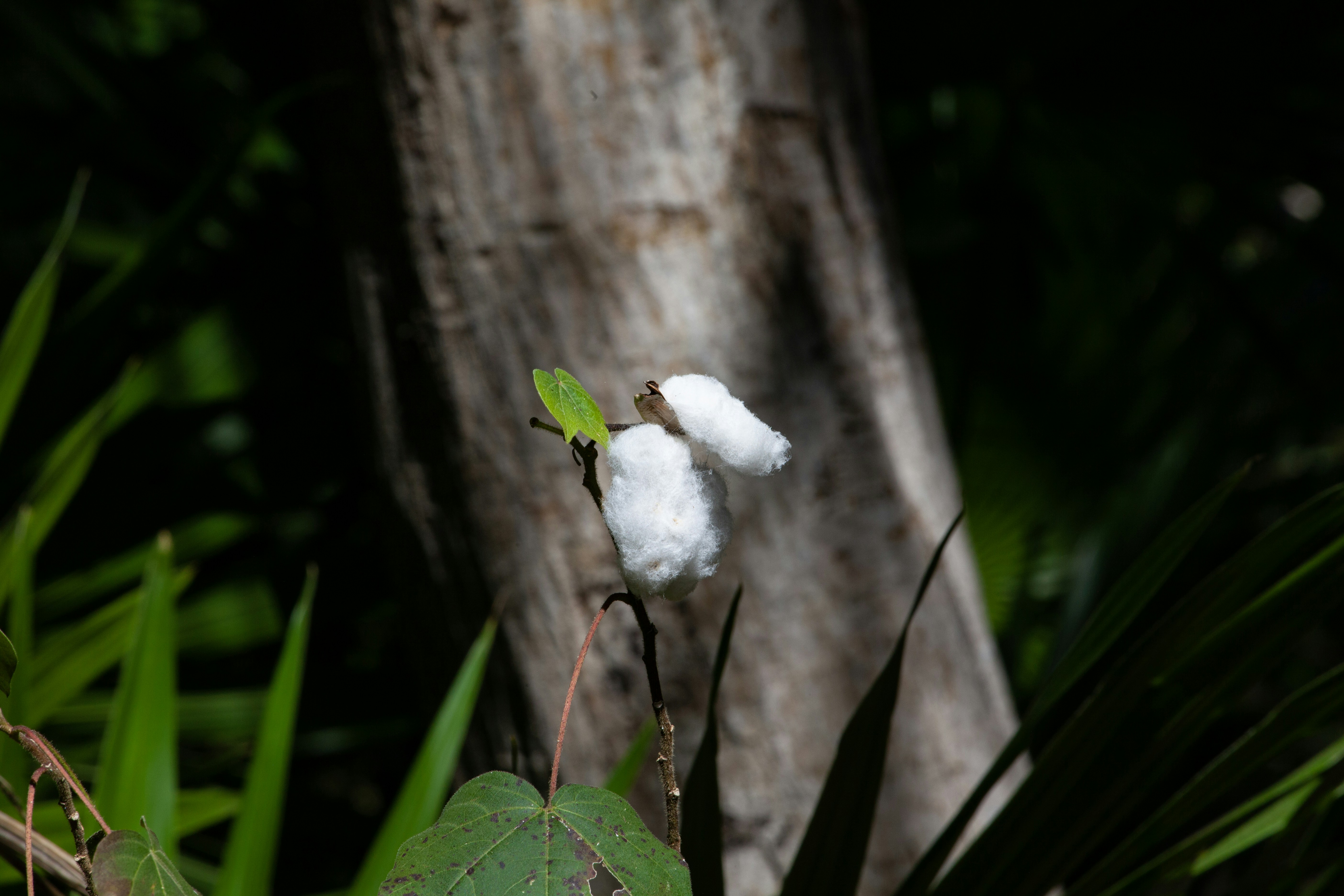 Photo by Alfonso Betancourt with Canon EOS 5D Mark II