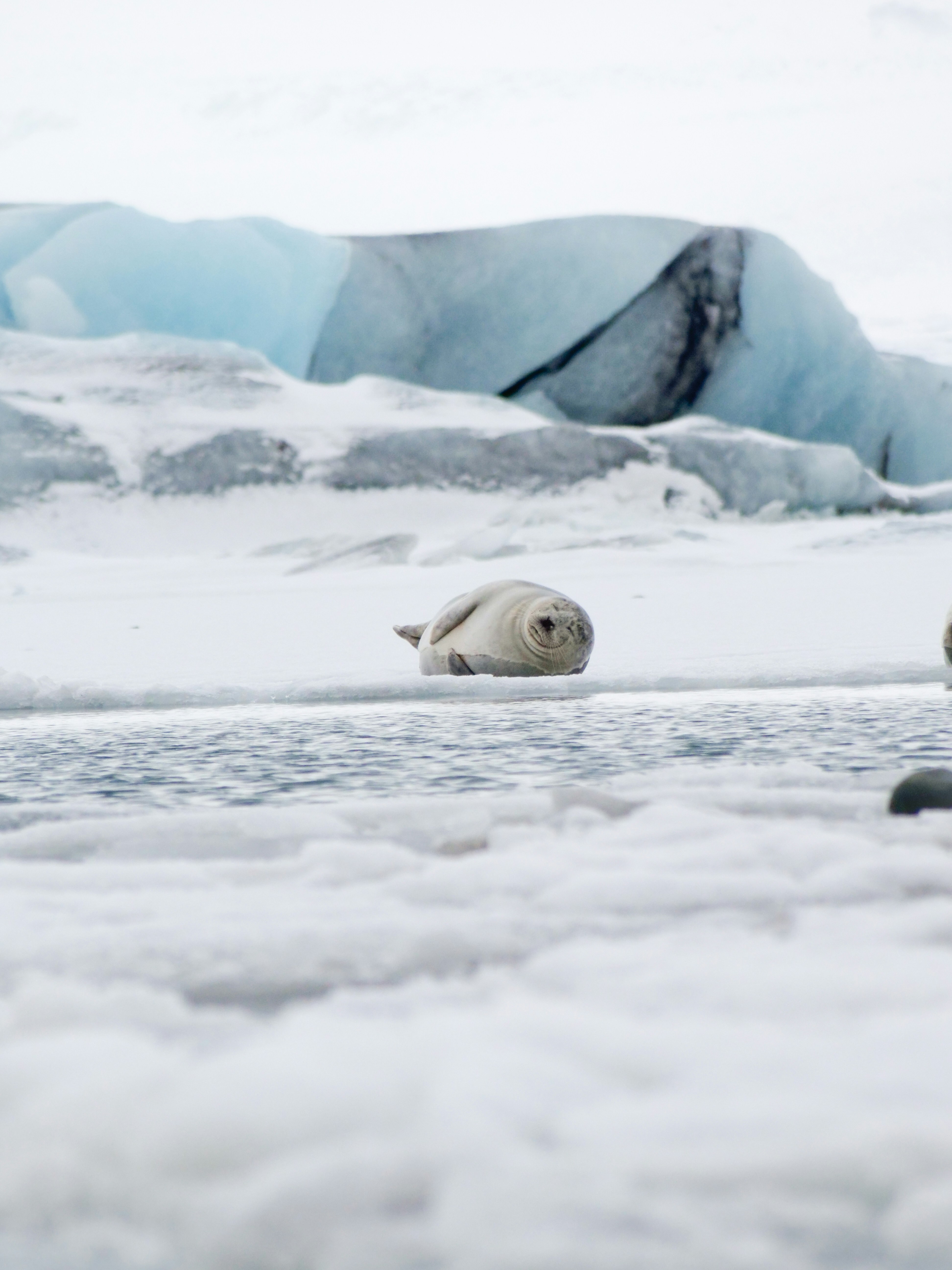 Seal at the Ice-Border: A Quiet Moment on Polar Glass