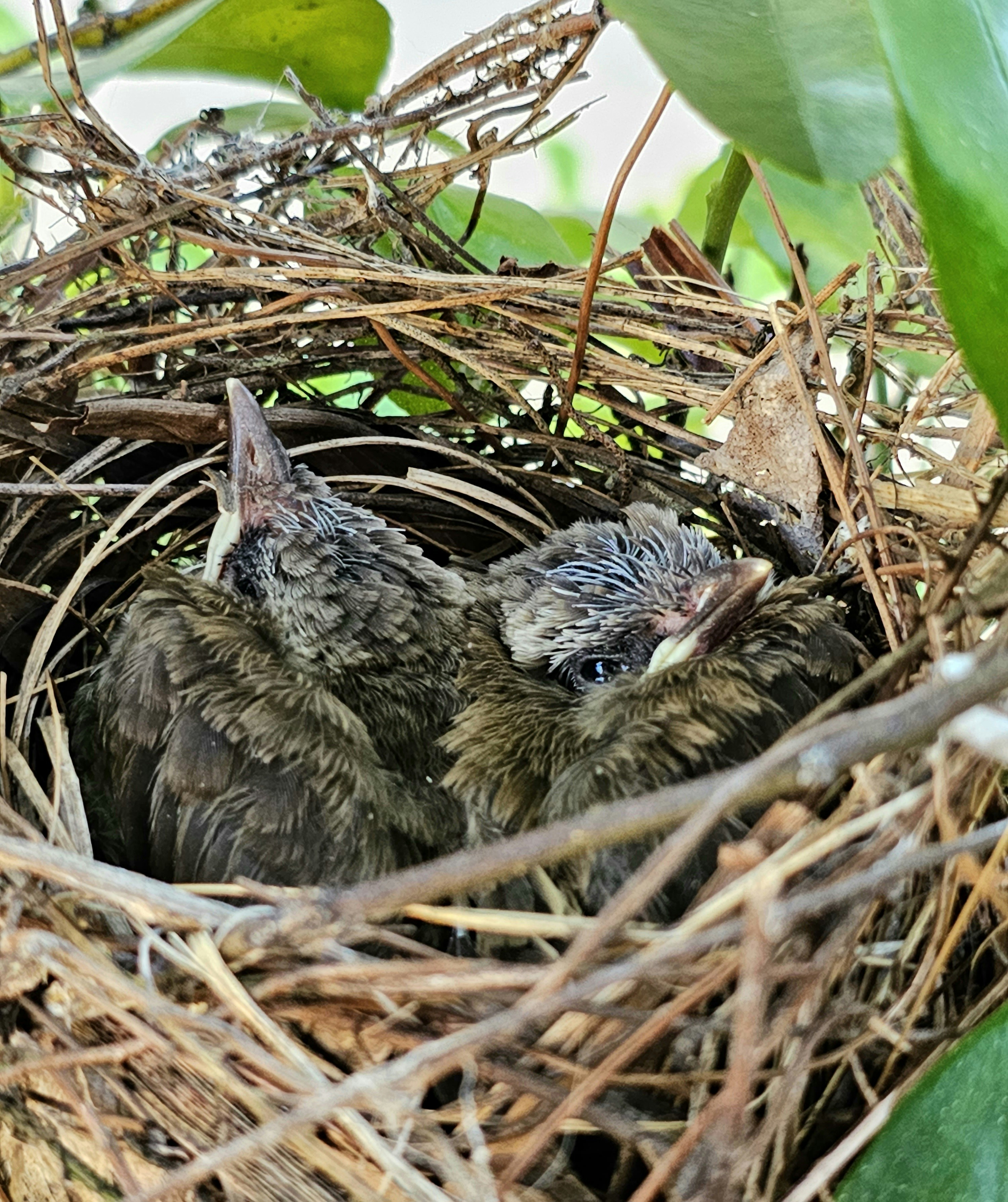 Twig-Woven Cradle: Two Hatchlings Huddle in a Tiny Nest