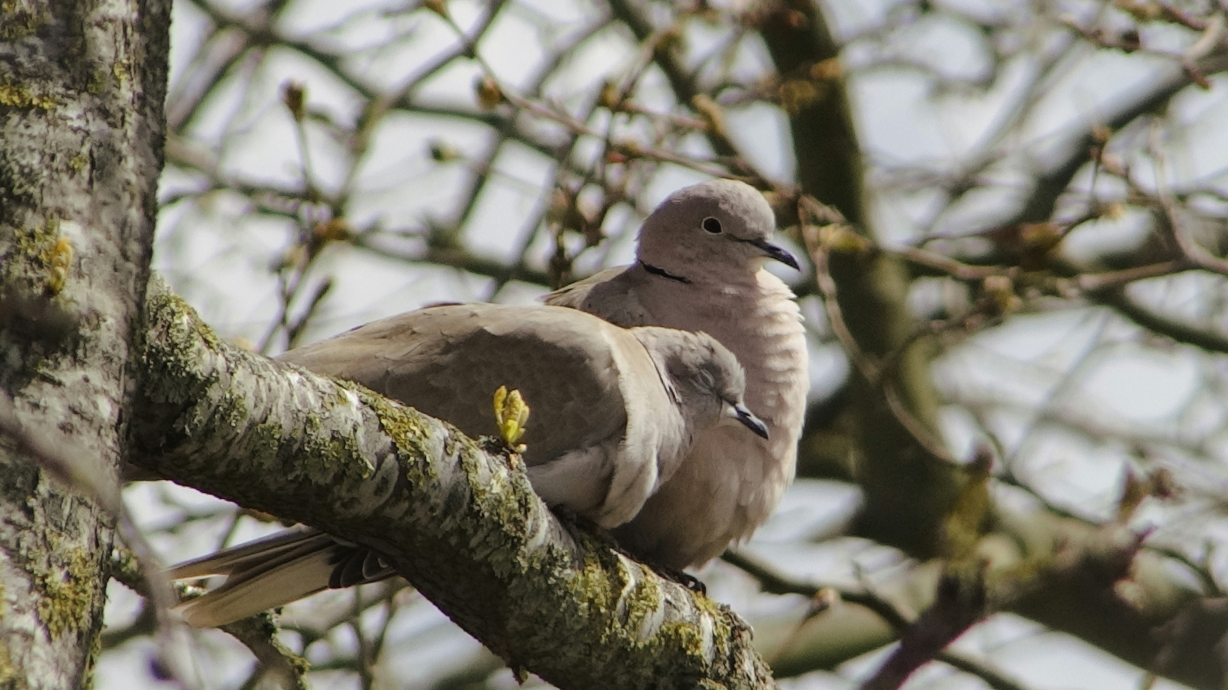 Quiet Duet on a Mossy Branch: Two Doves in Morning Light