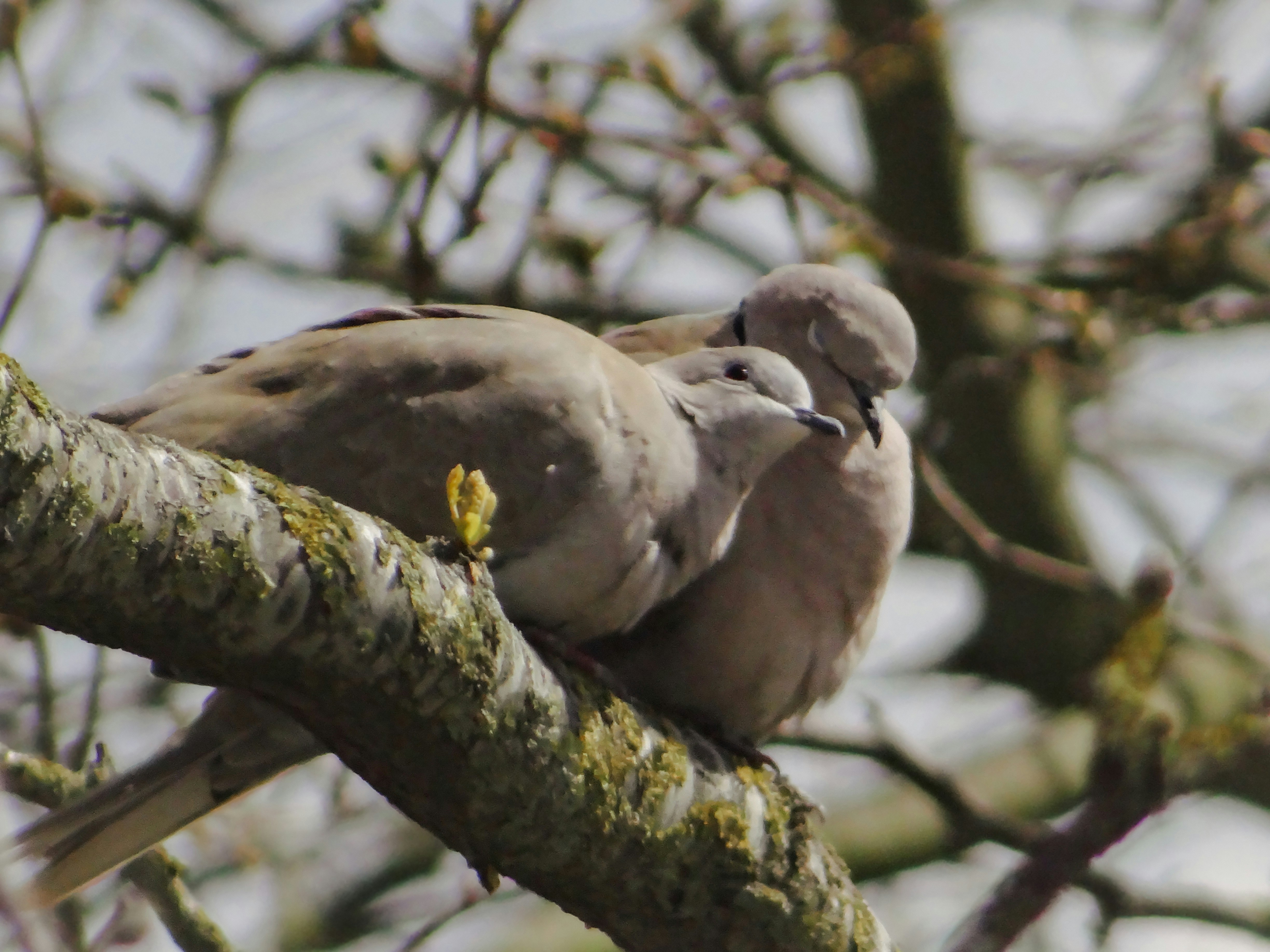 Close-Kissed Perch: Two Doves Rest on a Mossy Branch