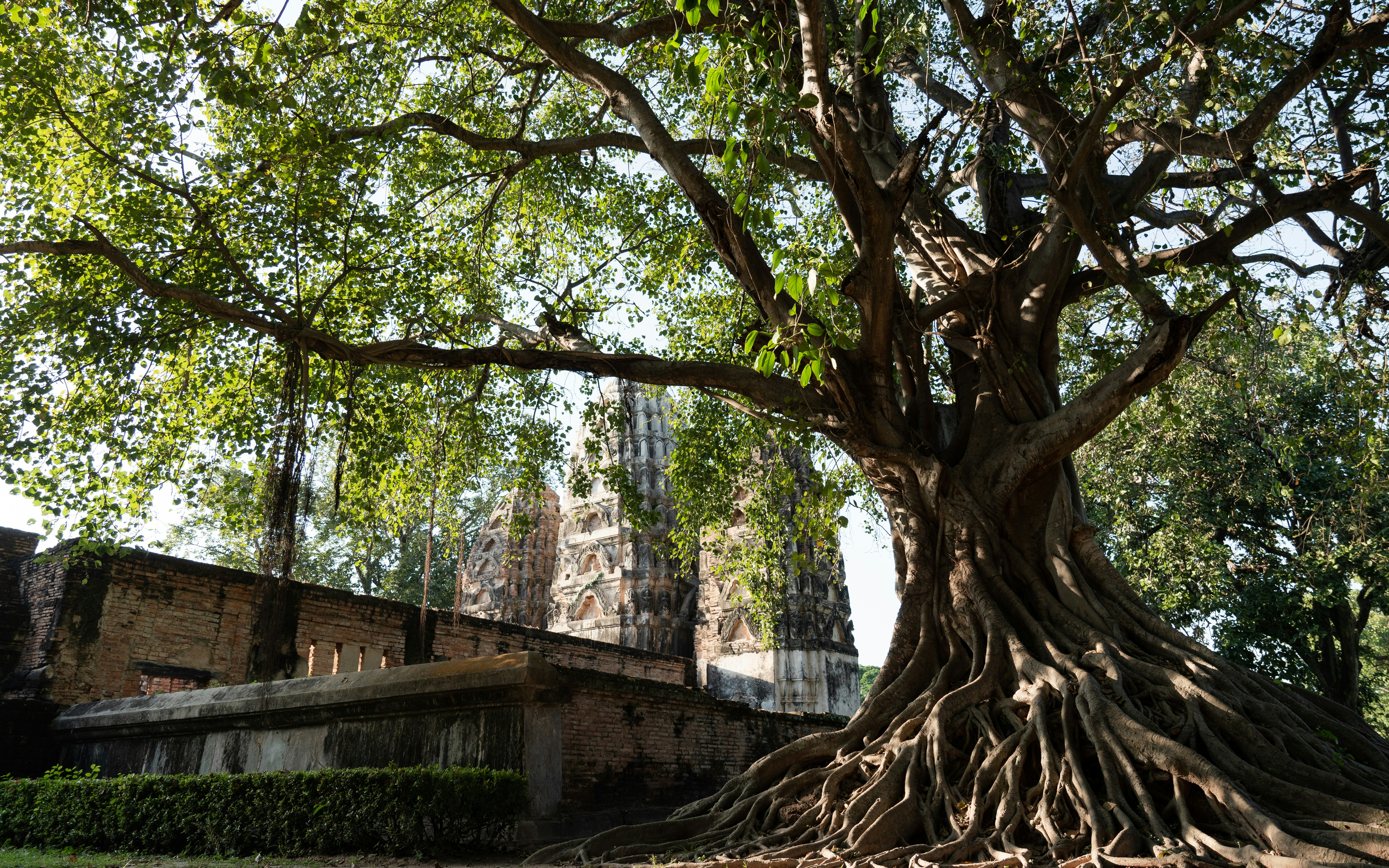 Ancient Rootbound Sentinel: A Tree Embracing Ruins