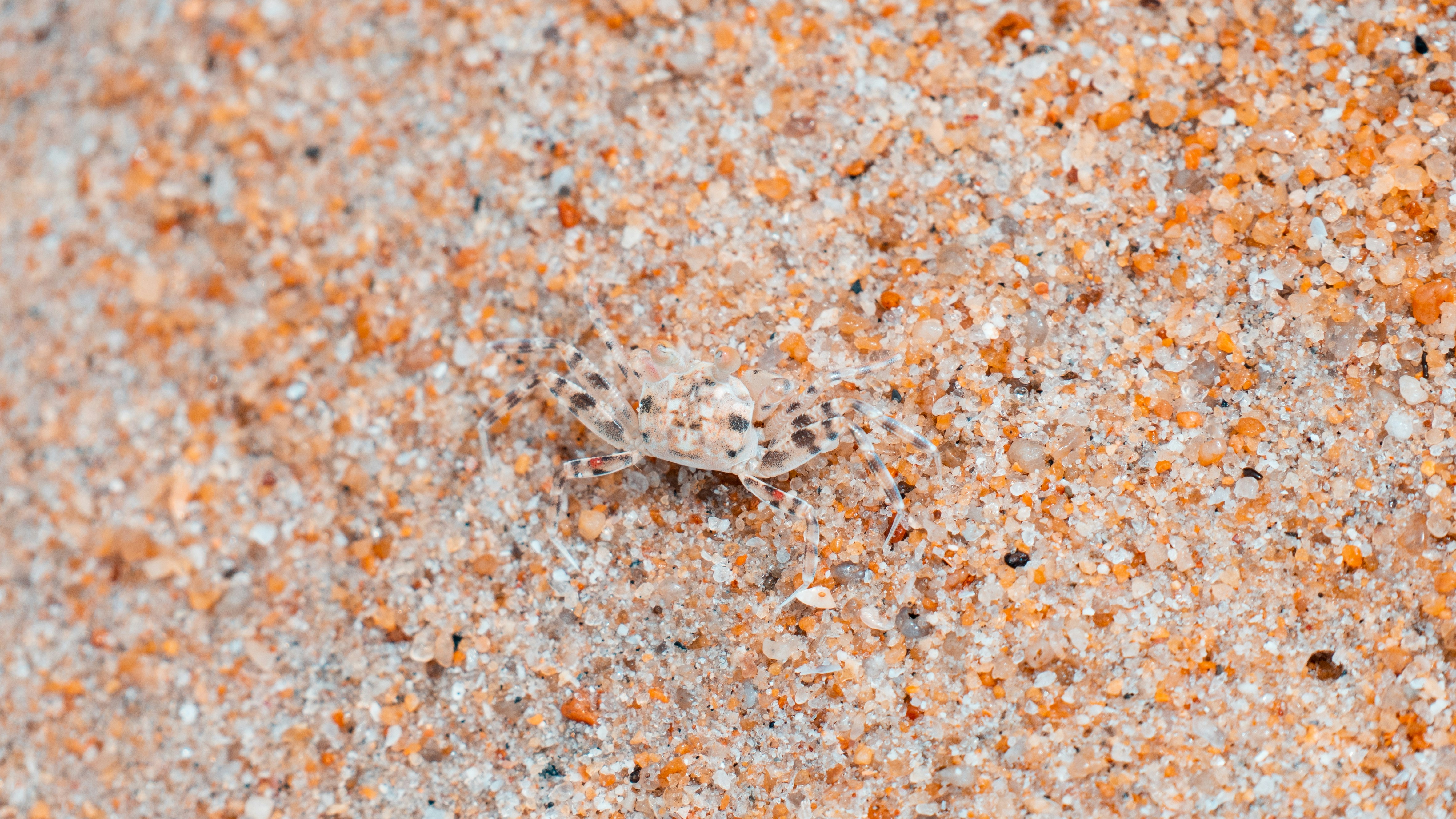 Photo by CJ with Sony Alpha 6400