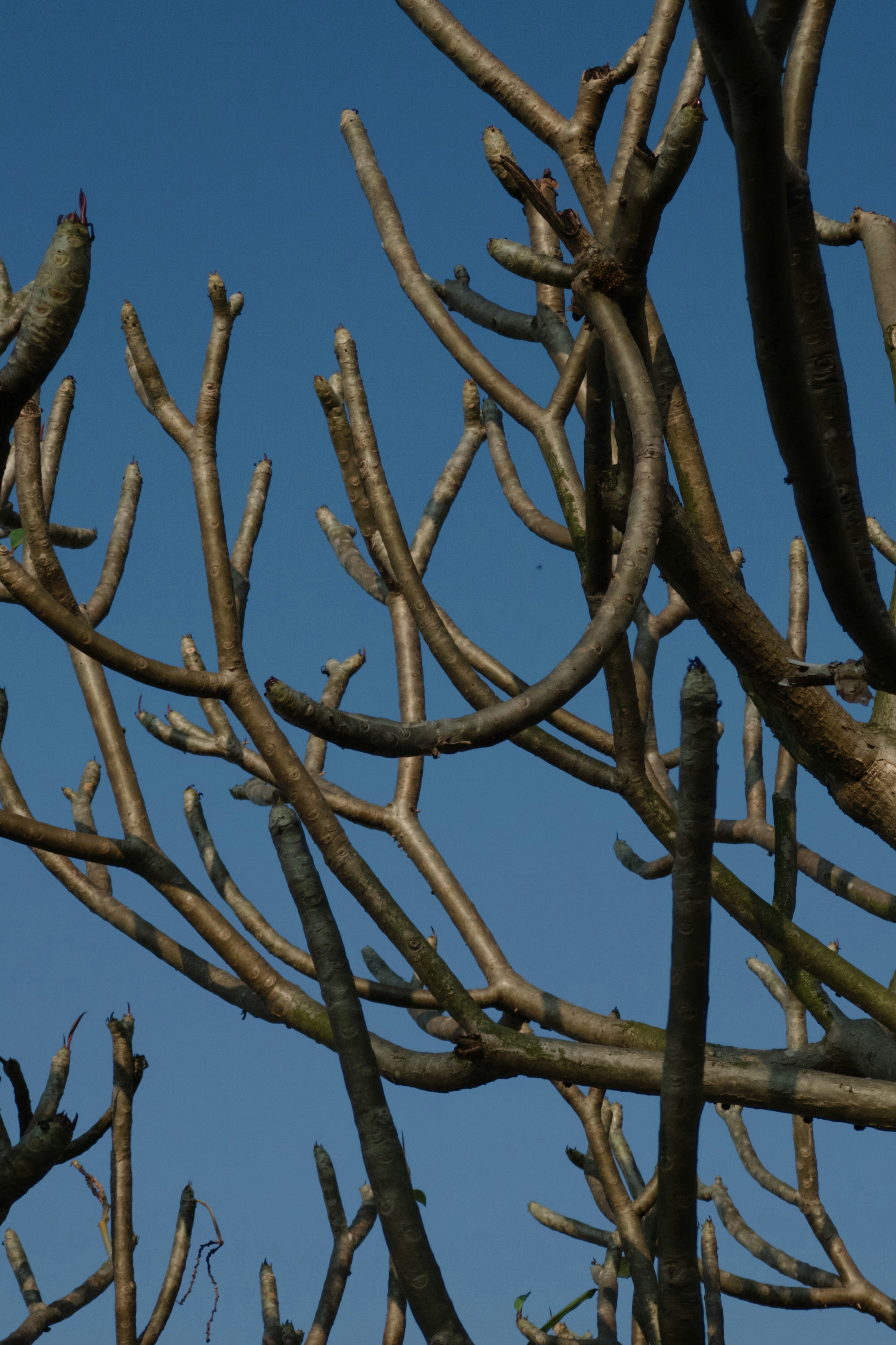 Cerulean Sky Through a Tangled Web of Bare Branches