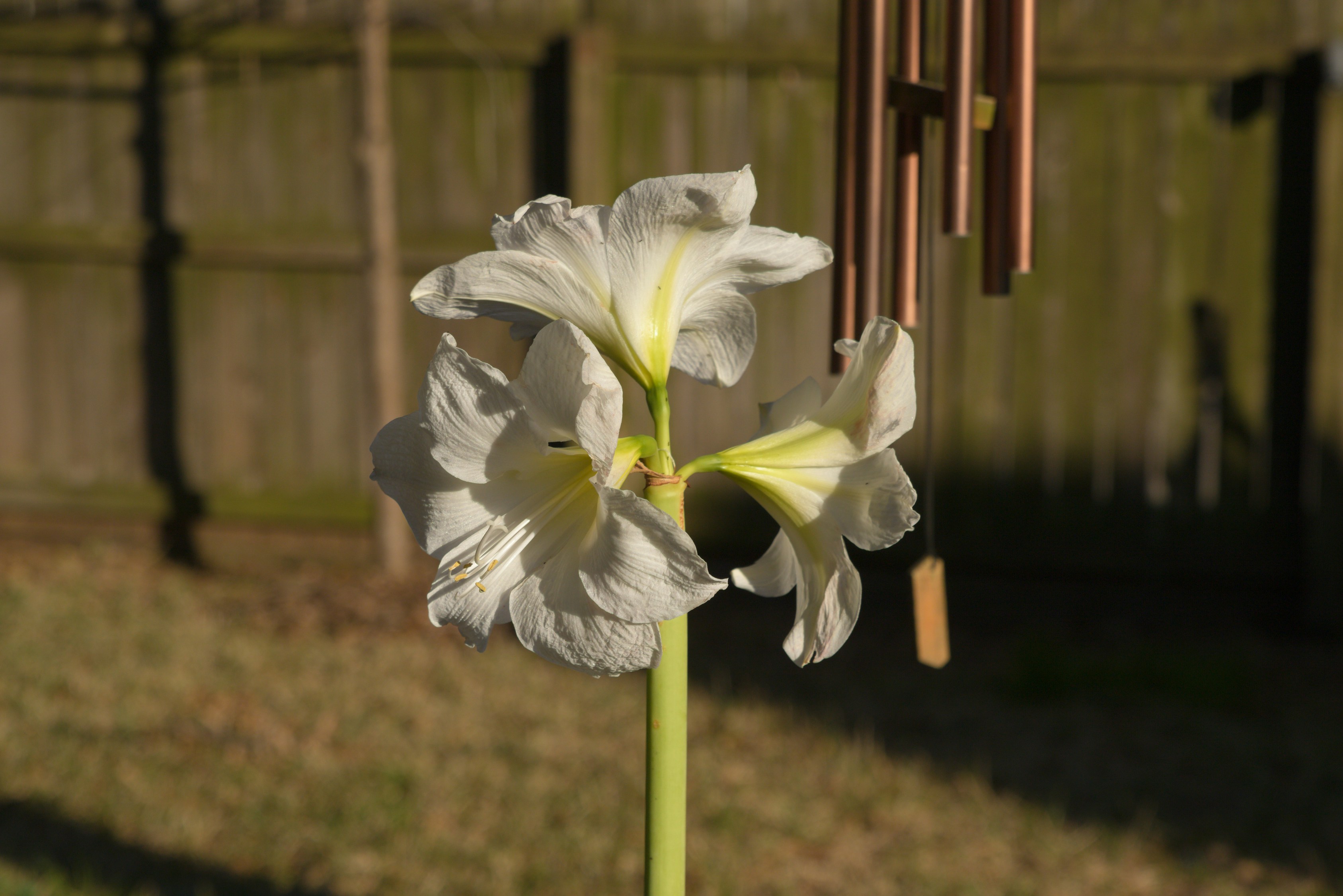 Sunlit Iris in Focus: A Quiet Garden Moment with Wind Chimes