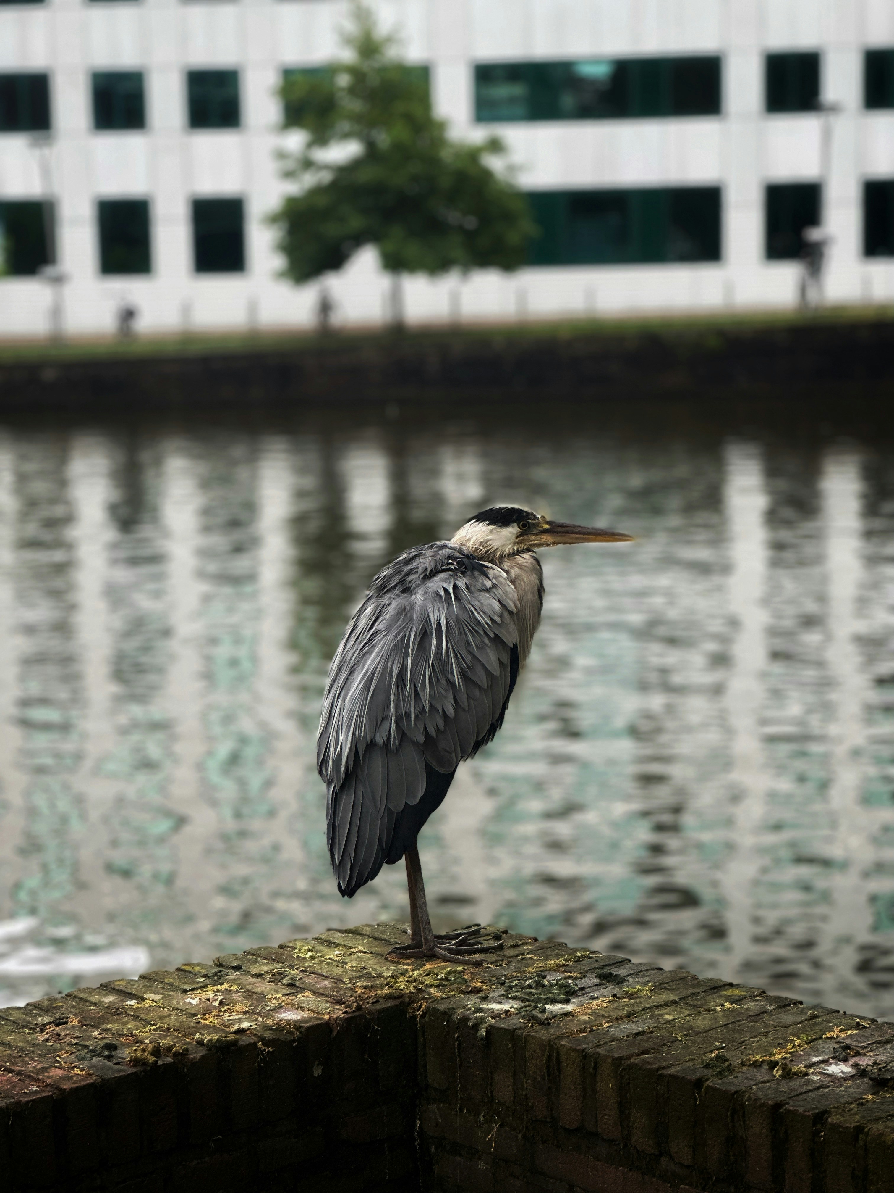 Heron on the Brick Pier by the Quiet River