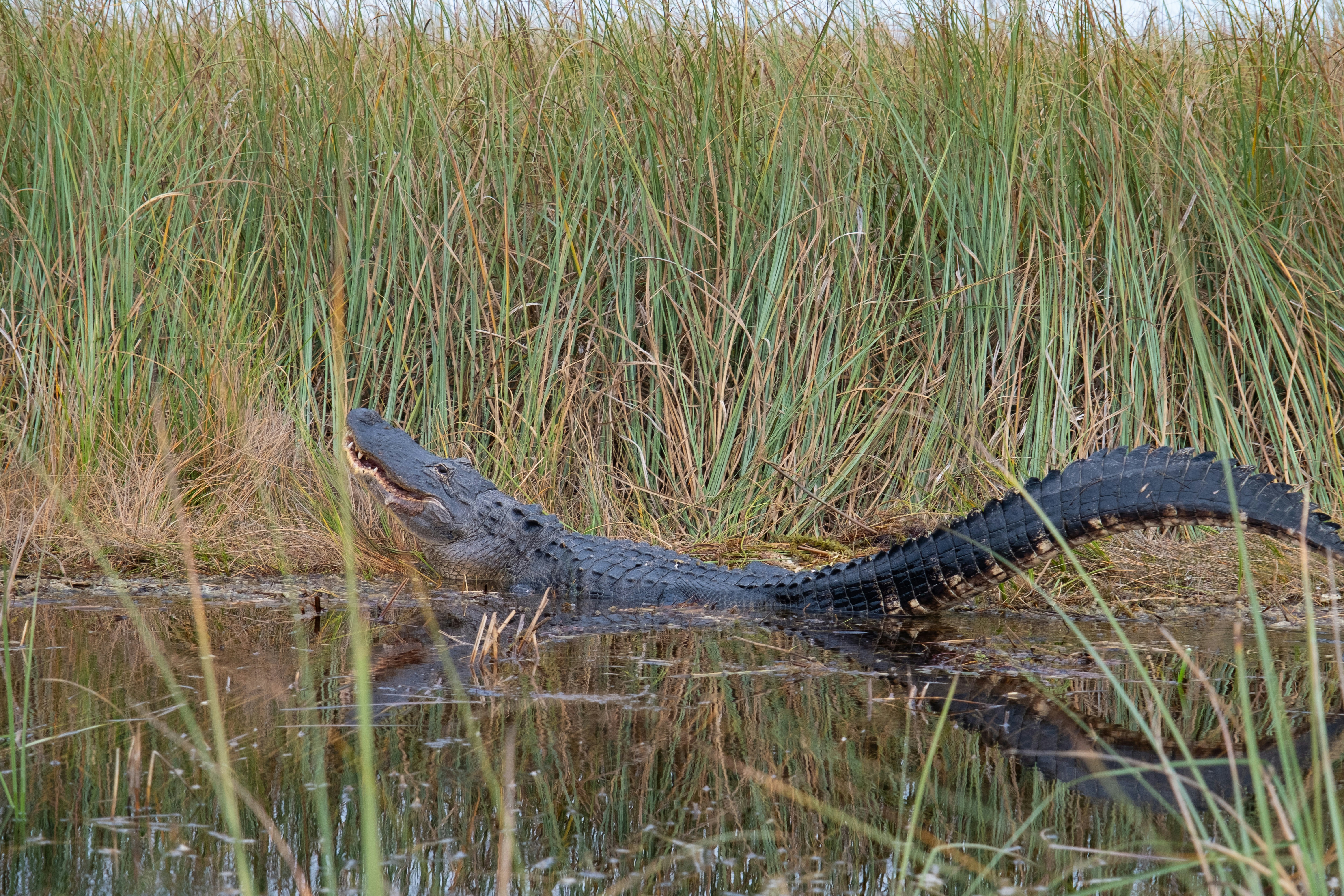 A large alligator laying in a body of water photo – Free Land Image on ...