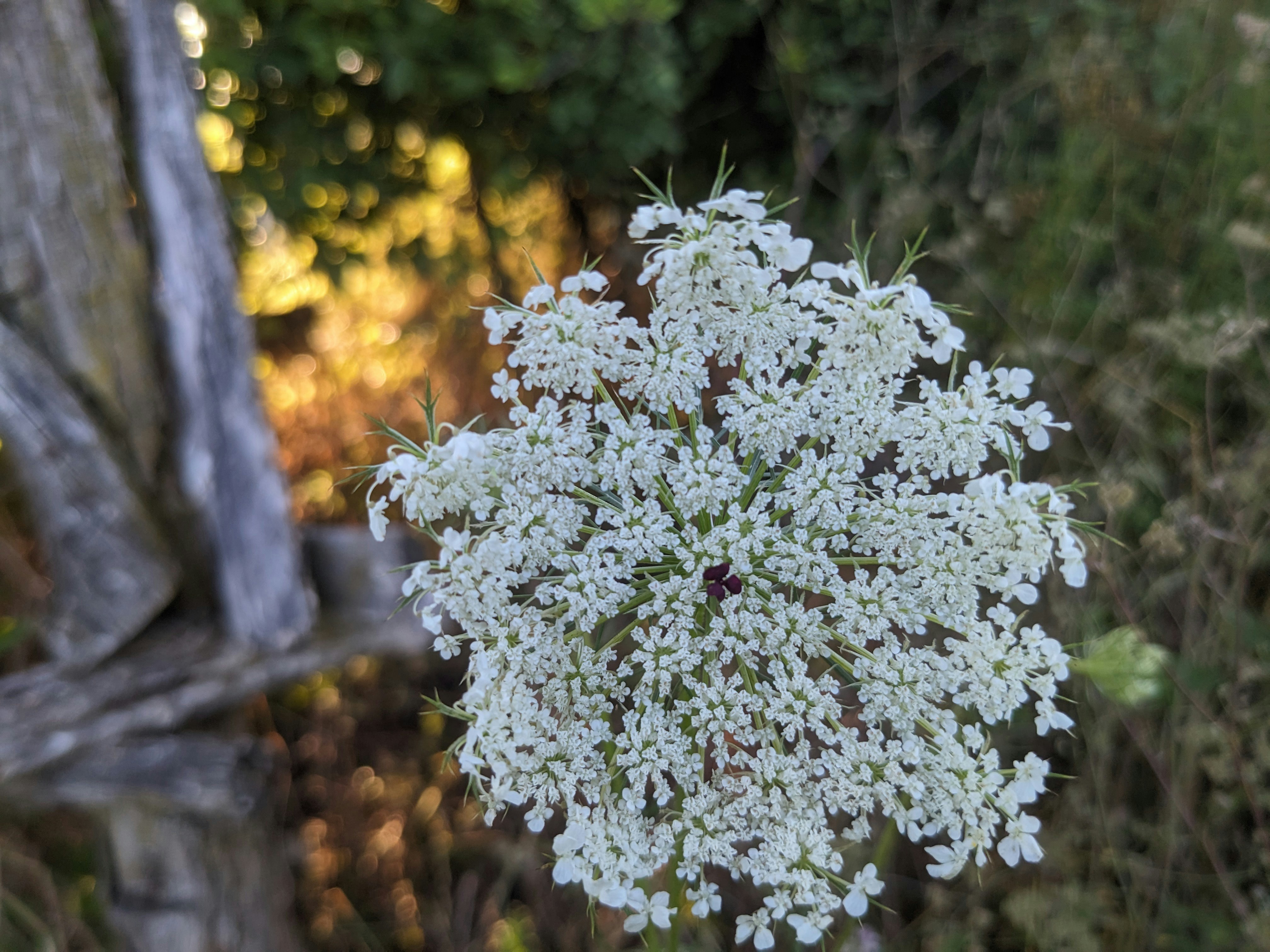 Intricate Blossom Against Rustic Backdrop