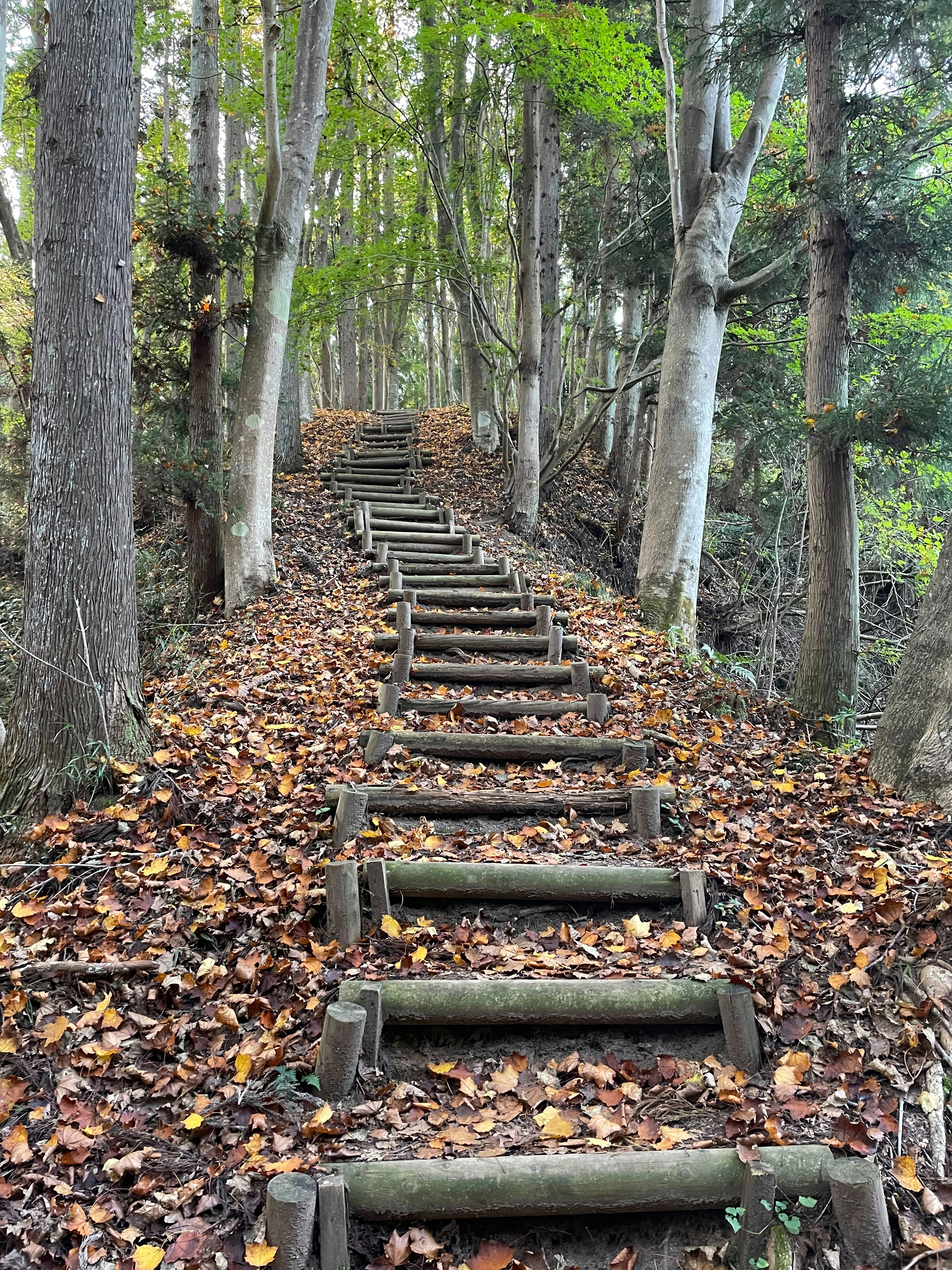 A long set of stairs in the middle of a forest photo – Free Nature ...