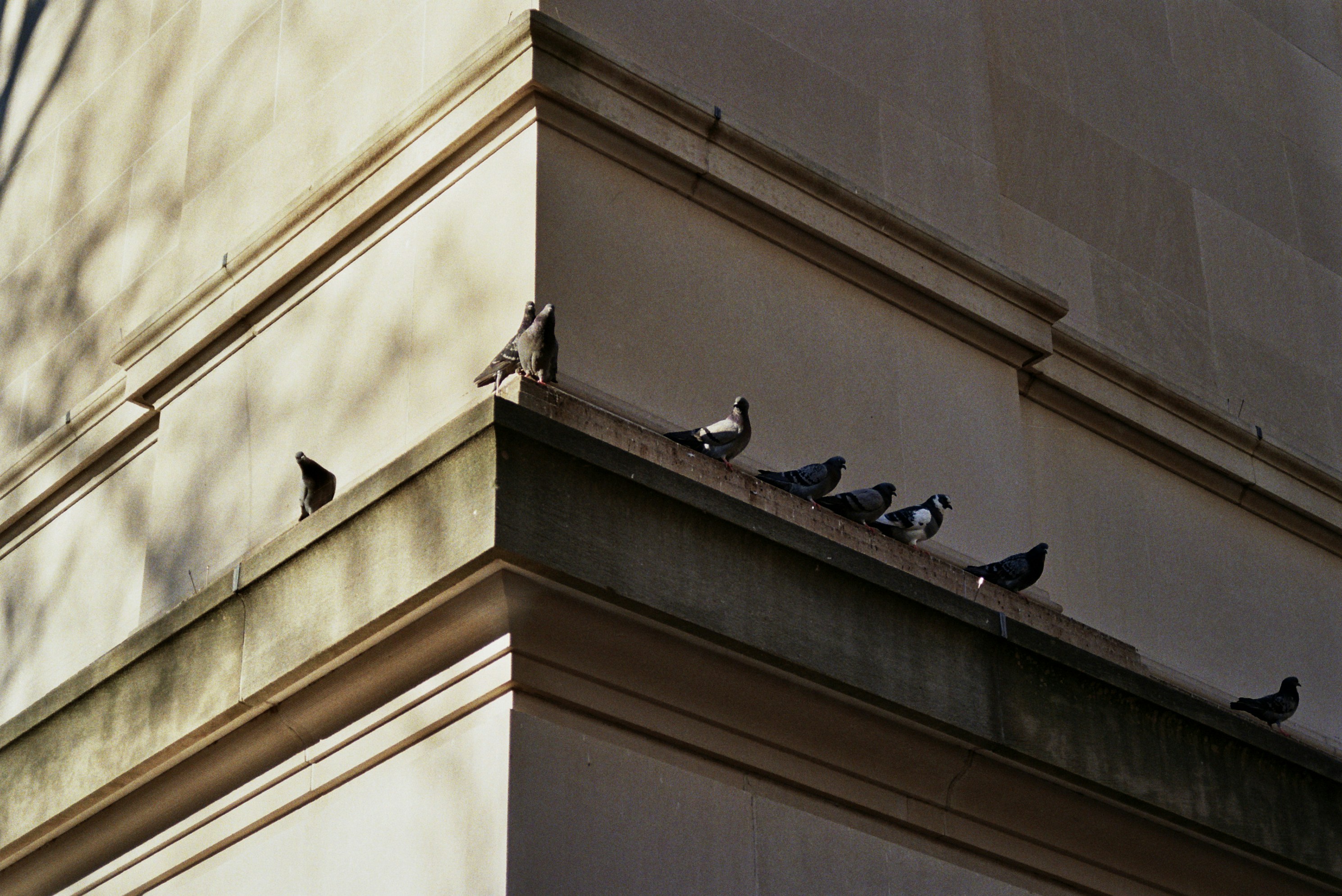 A flock of birds sitting on the ledge of a building photo – Free New ...