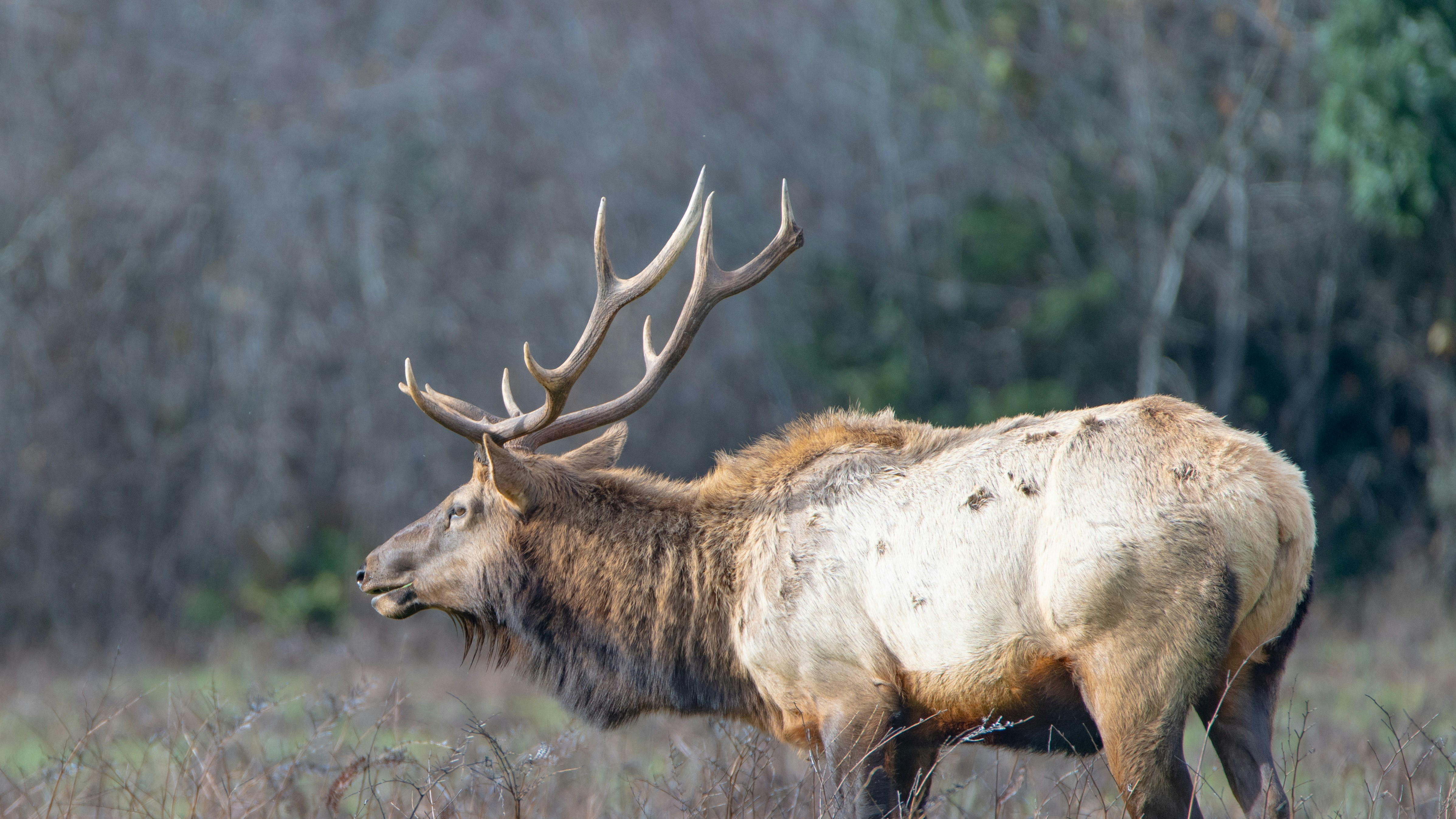 A large elk standing in a field with trees in the background photo ...