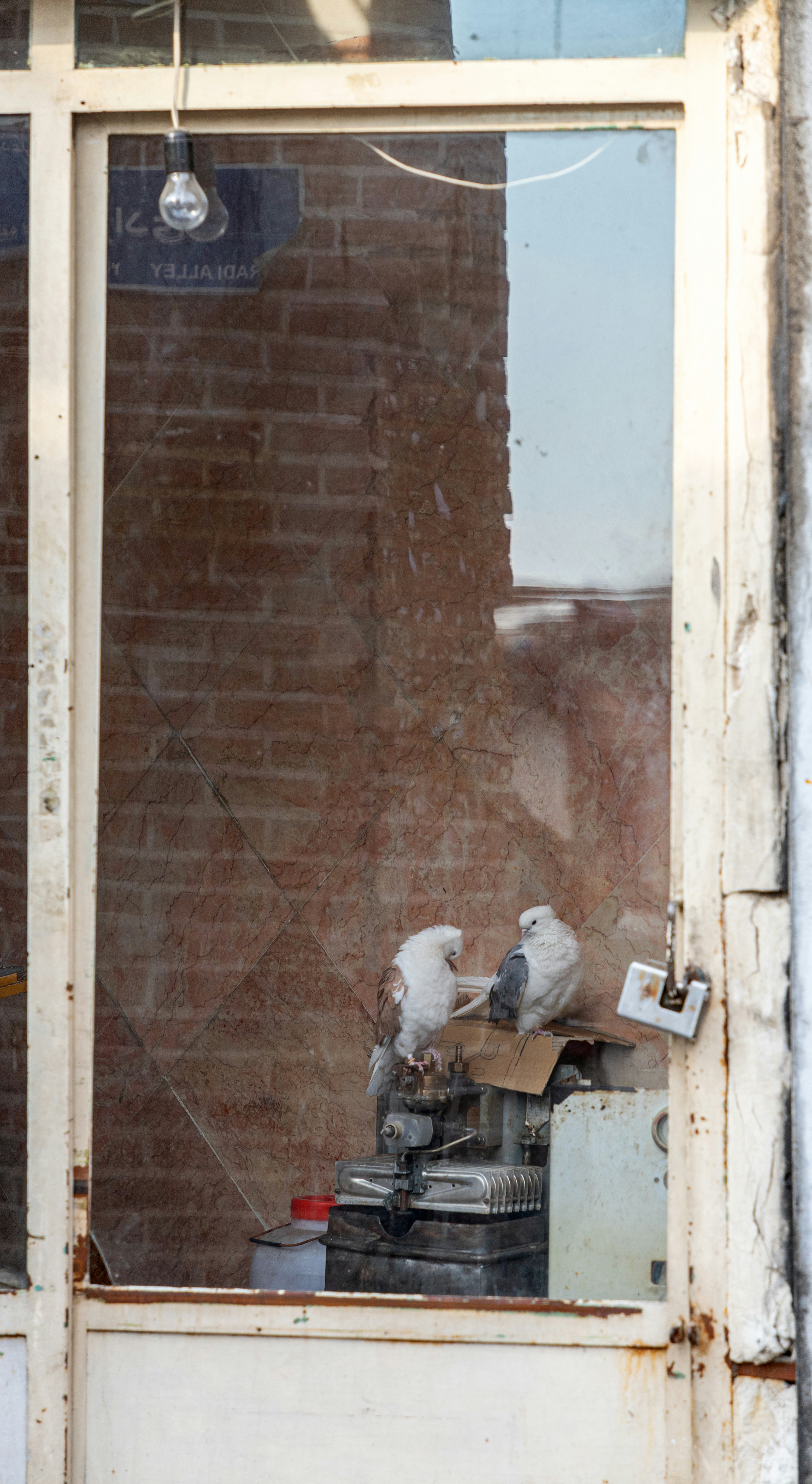 A group of birds sitting on top of a window sill photo – Free Iran ...
