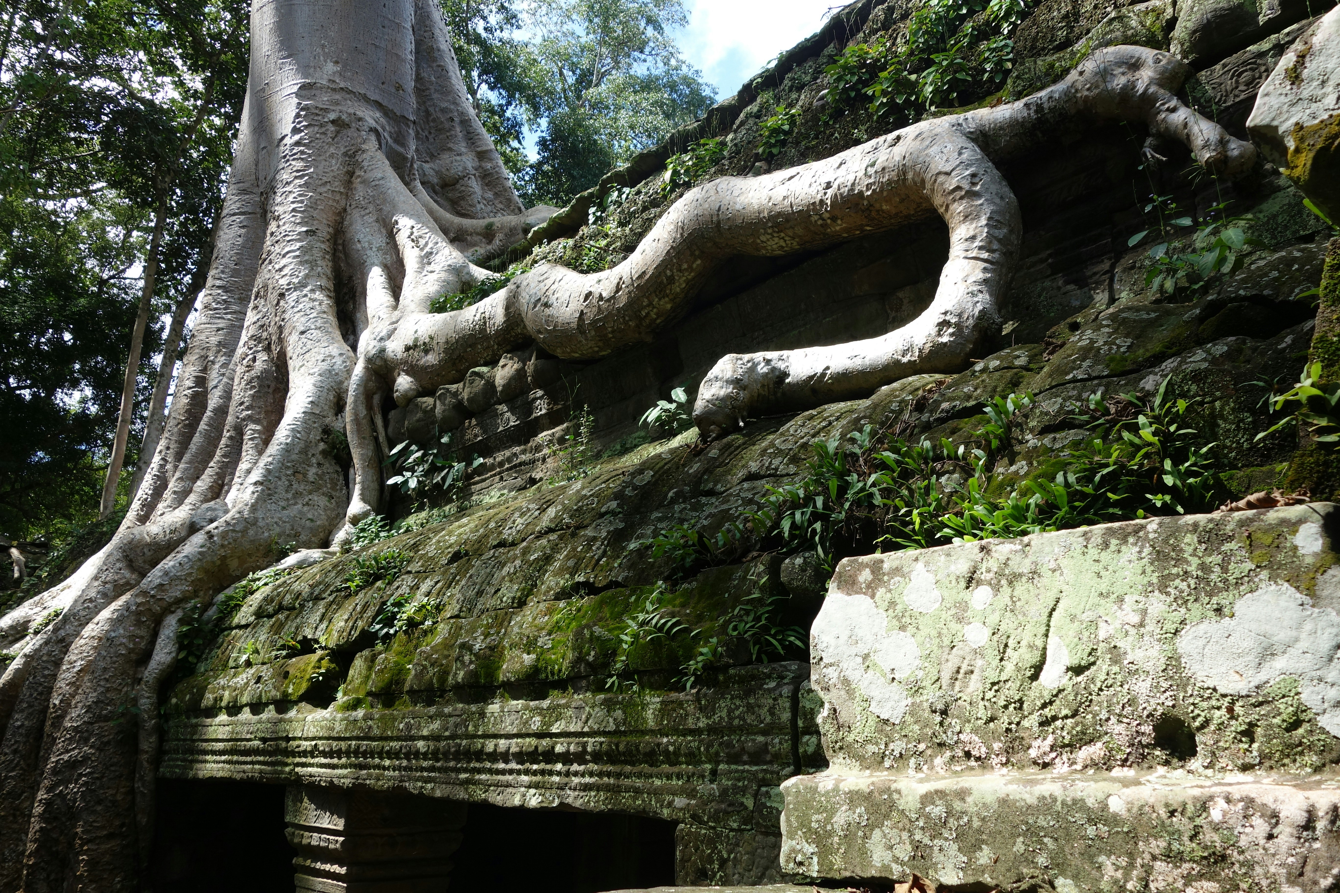 A large tree growing over the top of a building photo – Free Siem reap ...