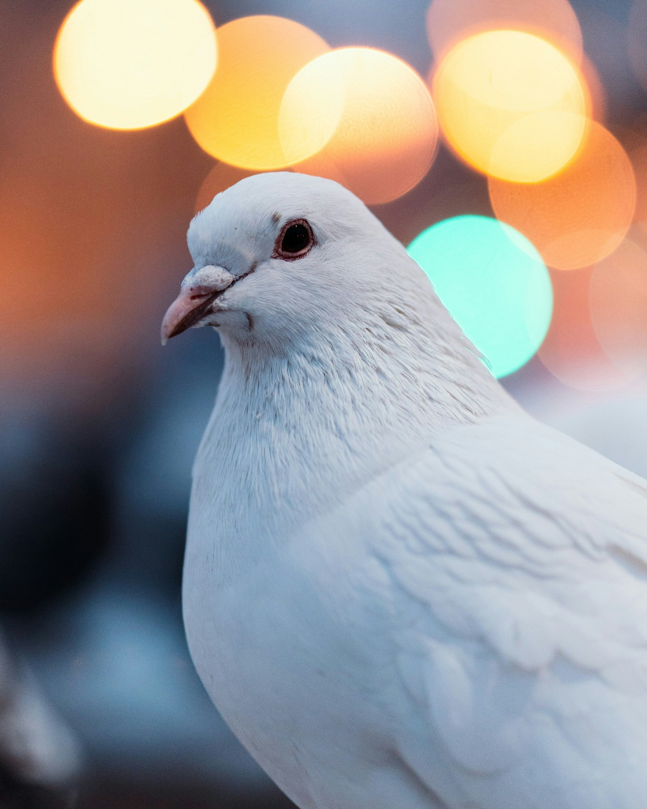 A close up of a white bird with blurry lights in the background photo ...
