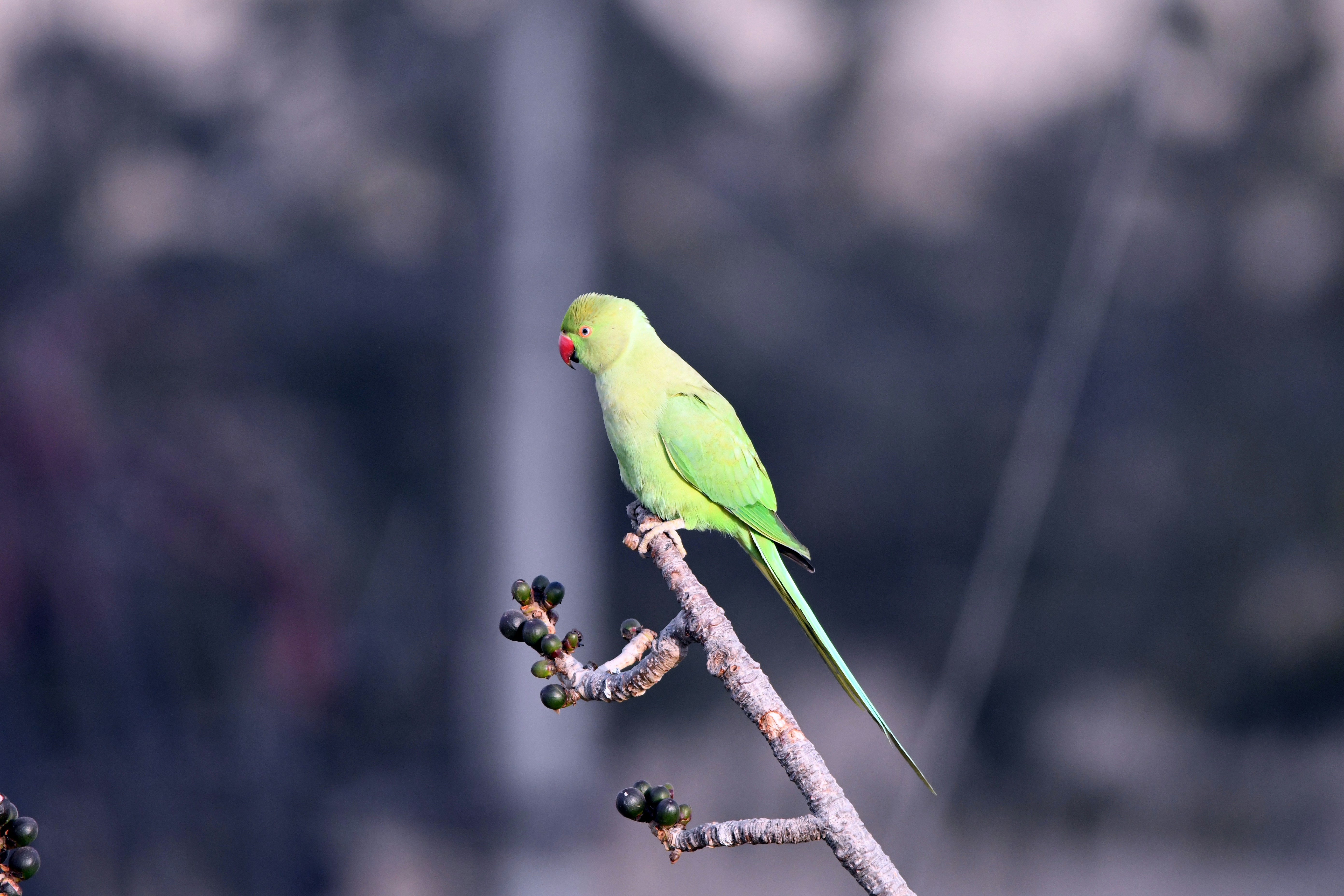 Emerald Parrot on a Bare Twig: A Quiet Burst of Color