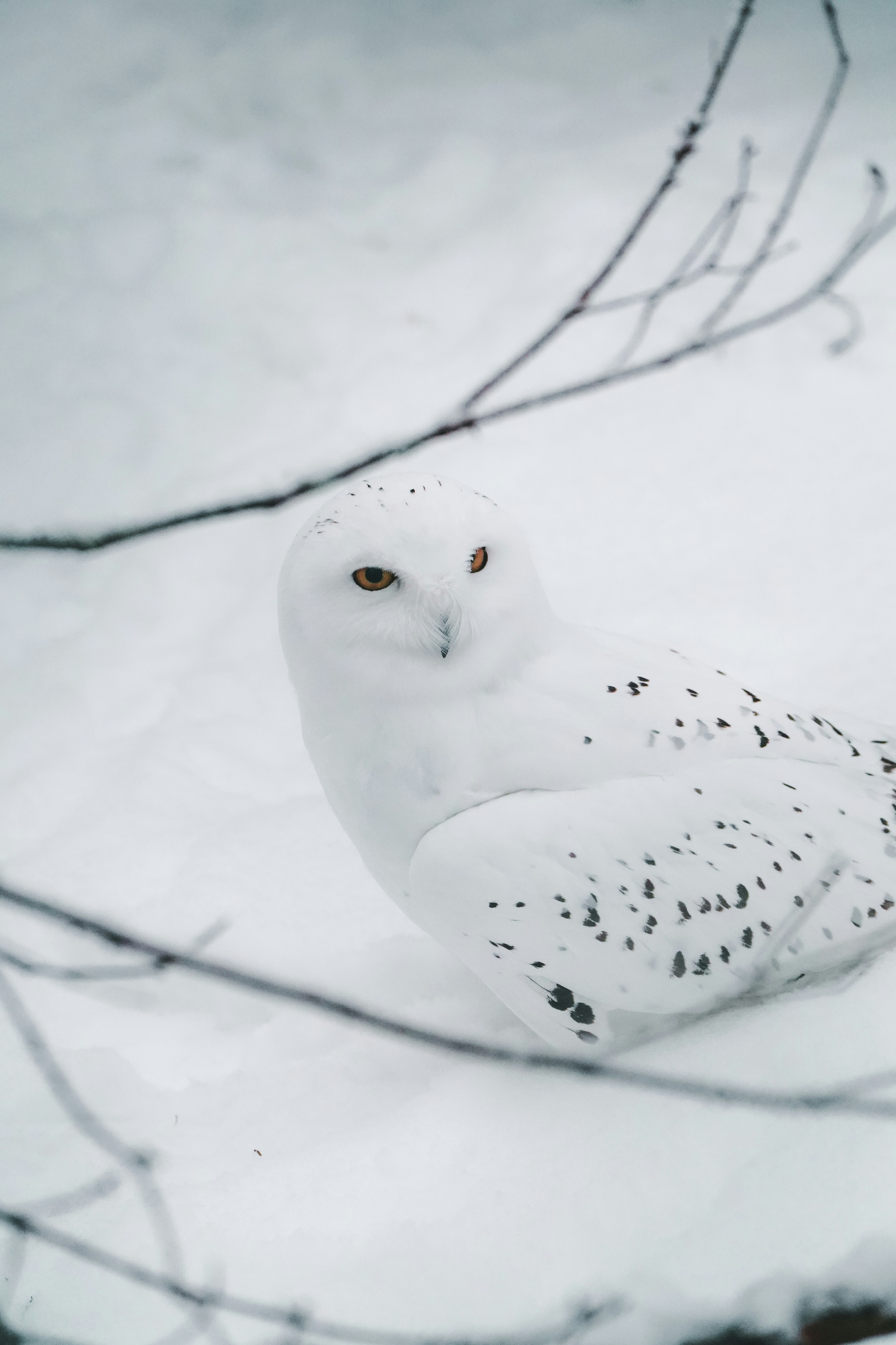 Snowbound Sentinel: A Snowy Owl Pauses in a Frosted Moment