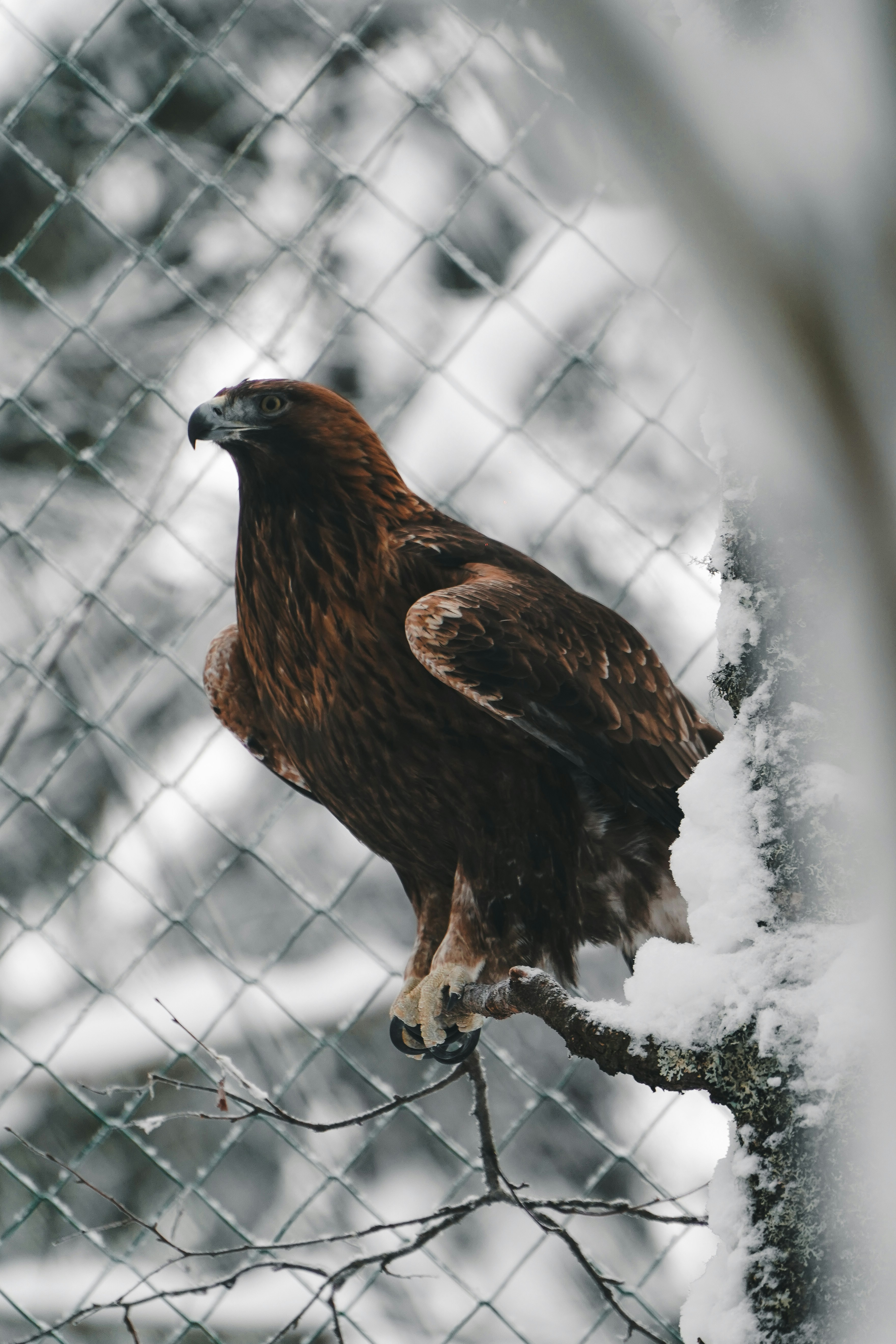 Snowbound Sentinel: A Brown Eagle Perched Behind Frosted Mesh