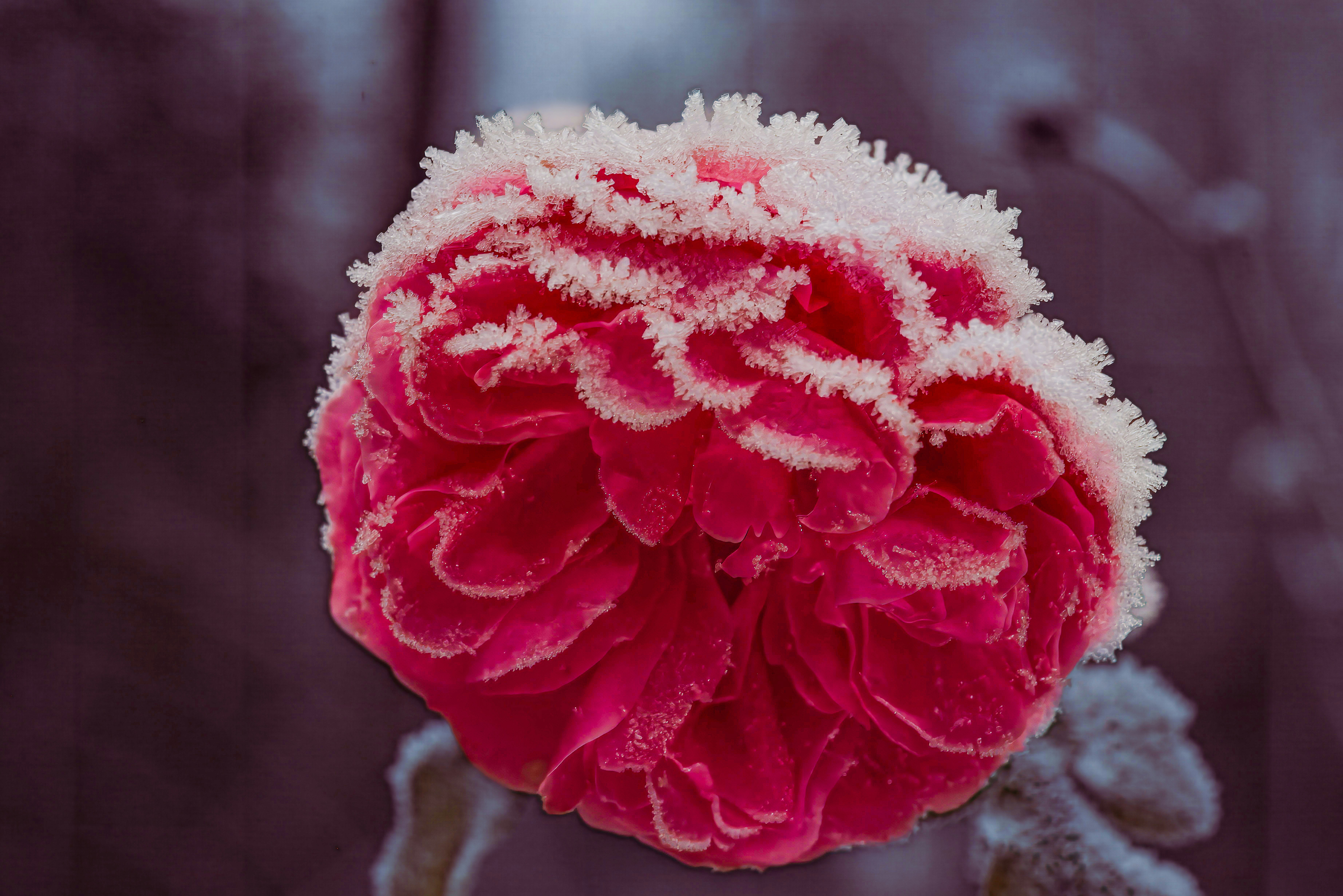 Frost-Kissed Rosebud: Velvet Petals in a Quiet Purple Glow