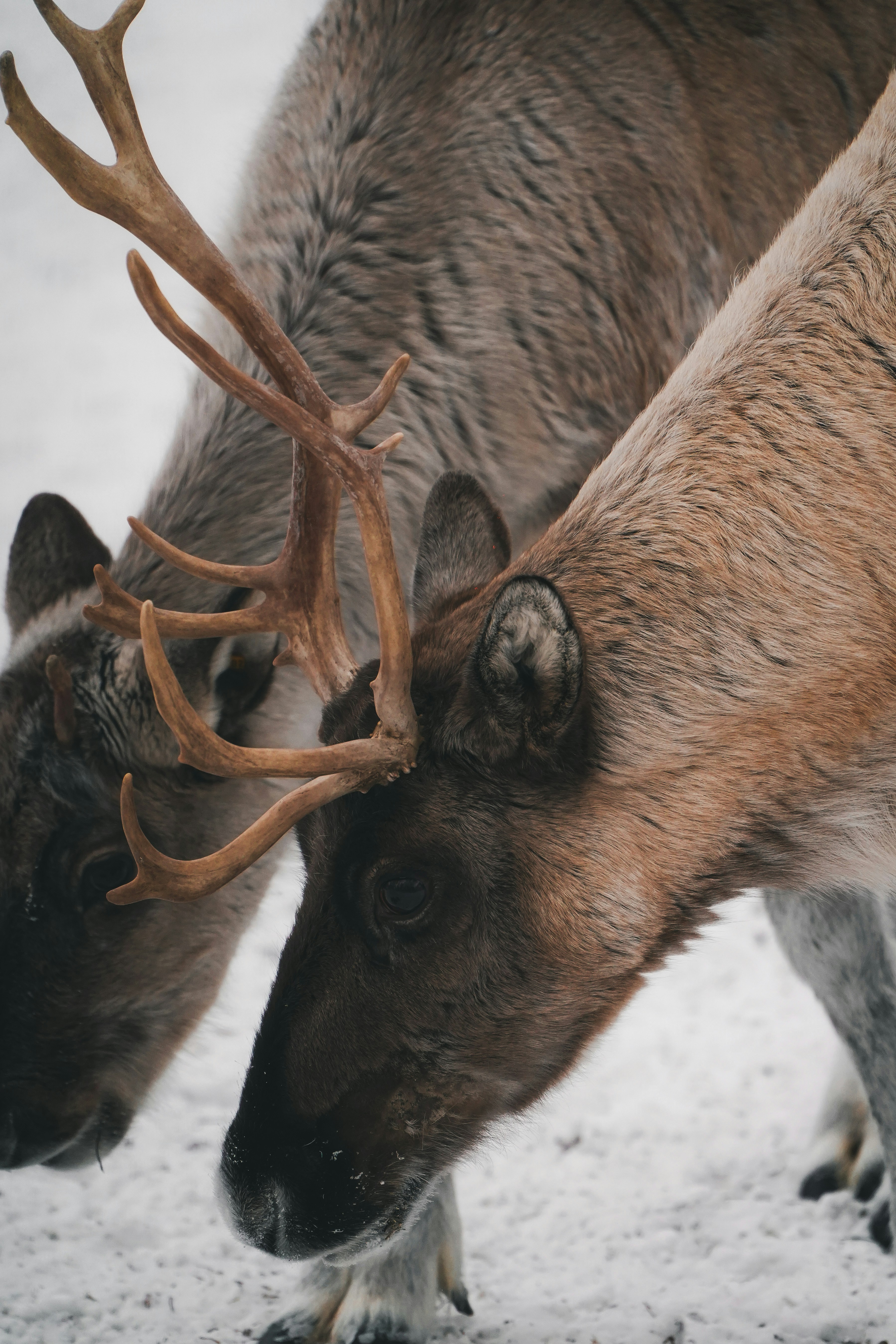 Winter Gaze: A Close Portrait of Reindeer in Snow