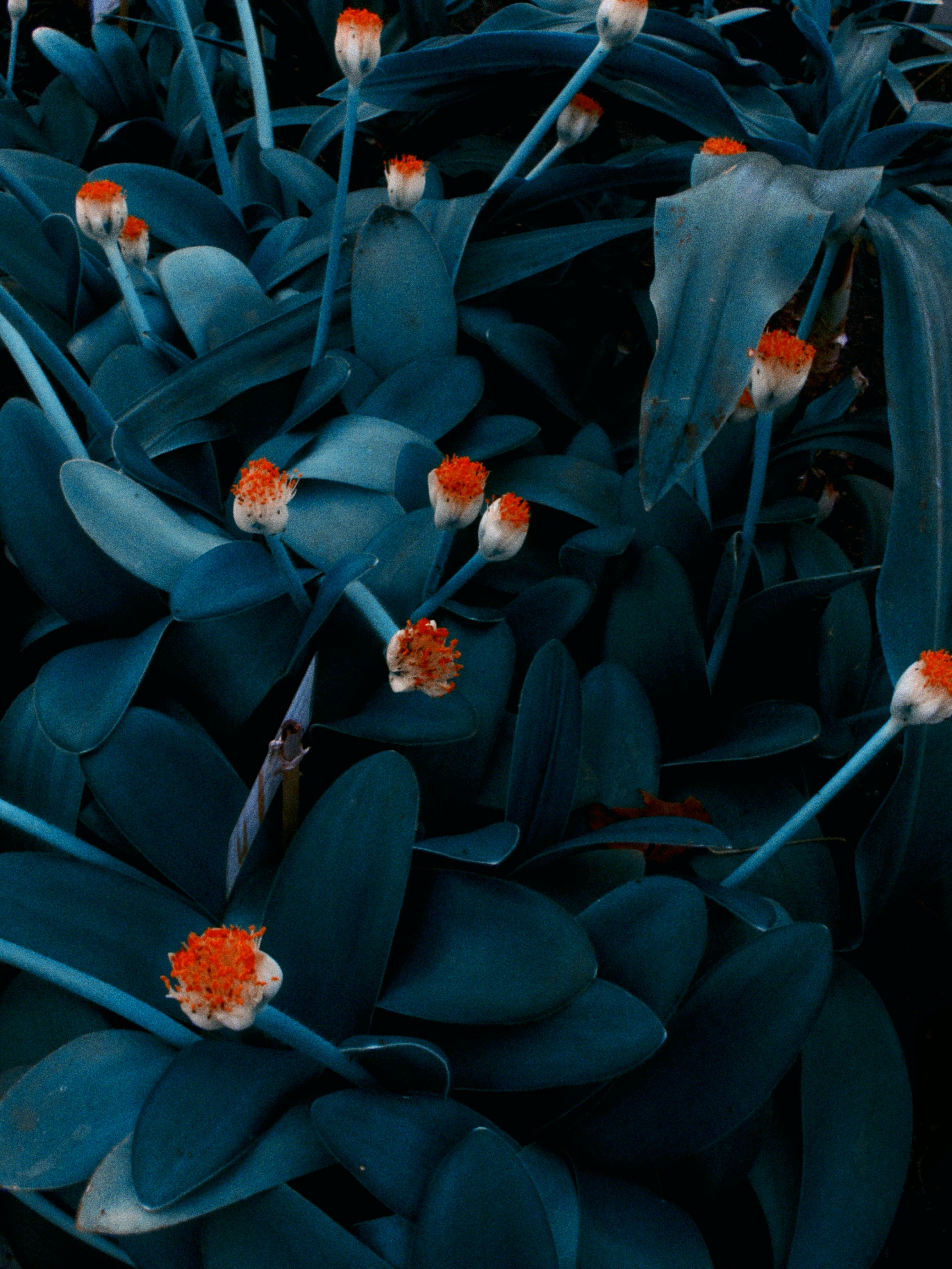 Close-up photograph of dense, blue-tinted foliage with small orange-topped blossoms. The contrasting colors highlight the blossoms weaving through the leaves.