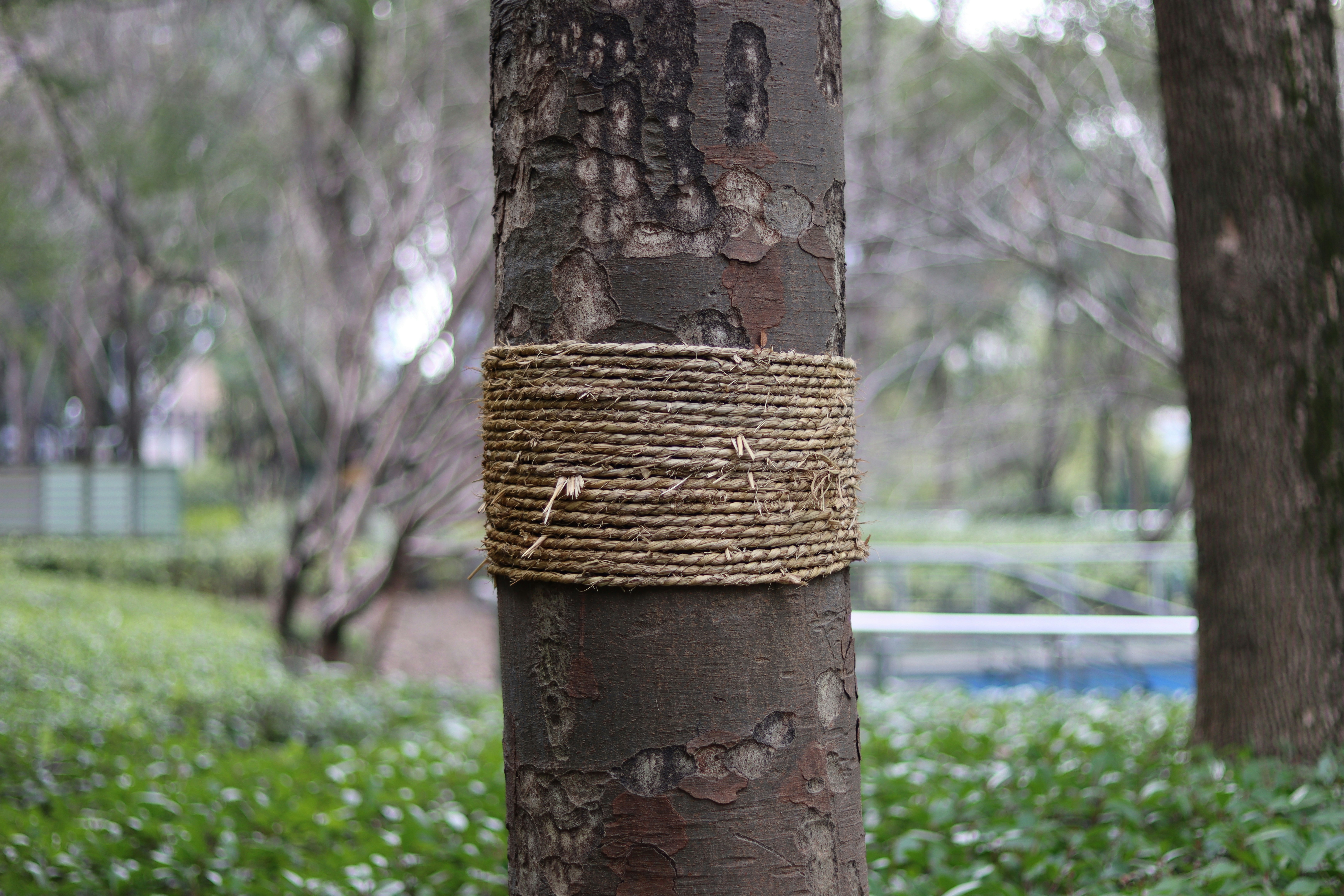 Knot of Quiet: Hemp-Wrapped Tree in a Park