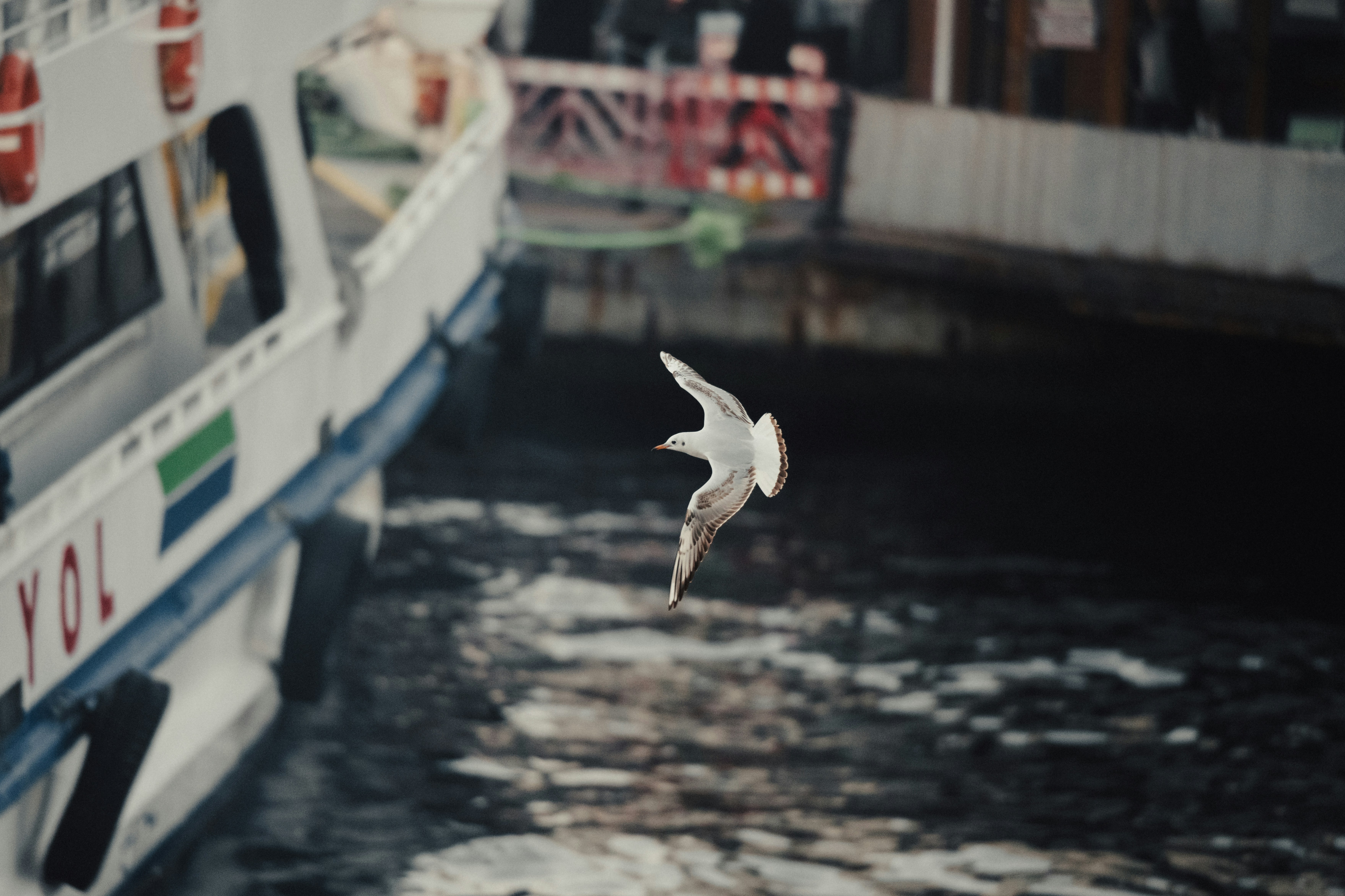 Midair Moment: A Seagull Banks Above a Quiet Harbor
