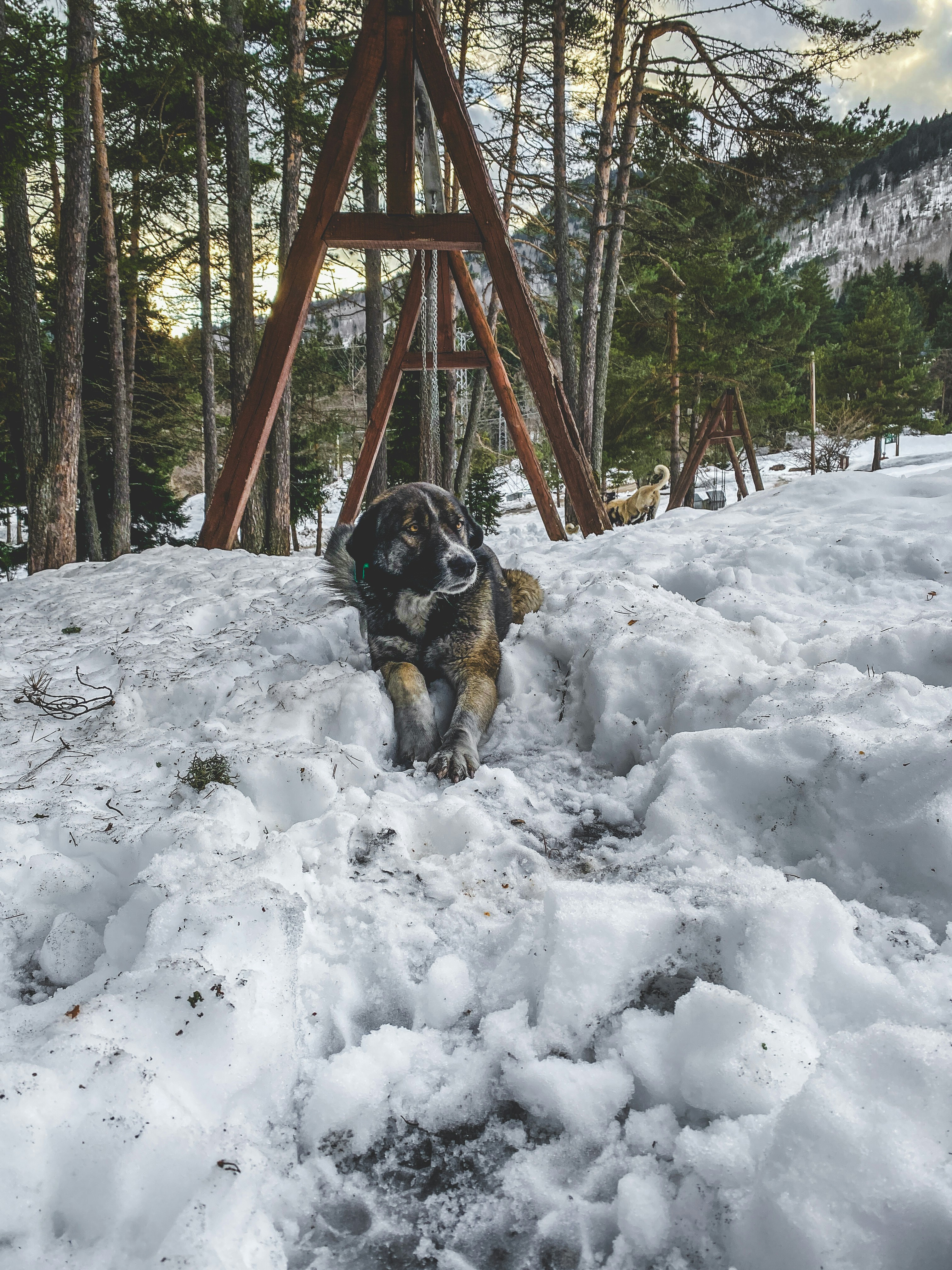 Puppy at the Snowline Under Forest Timber Arches