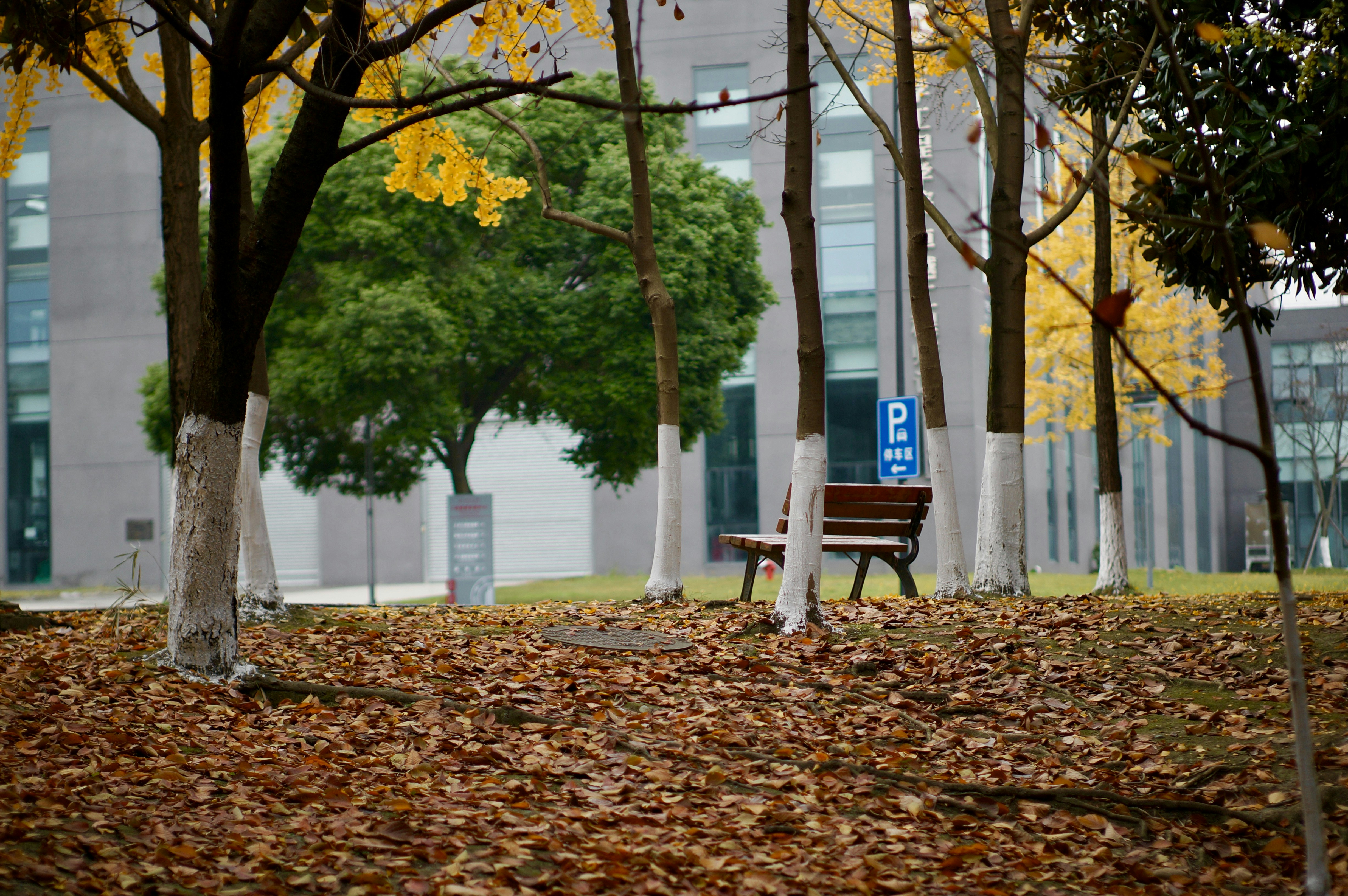 Park bench surrounded by fallen leaves and trees with golden foliage near a modern building.
