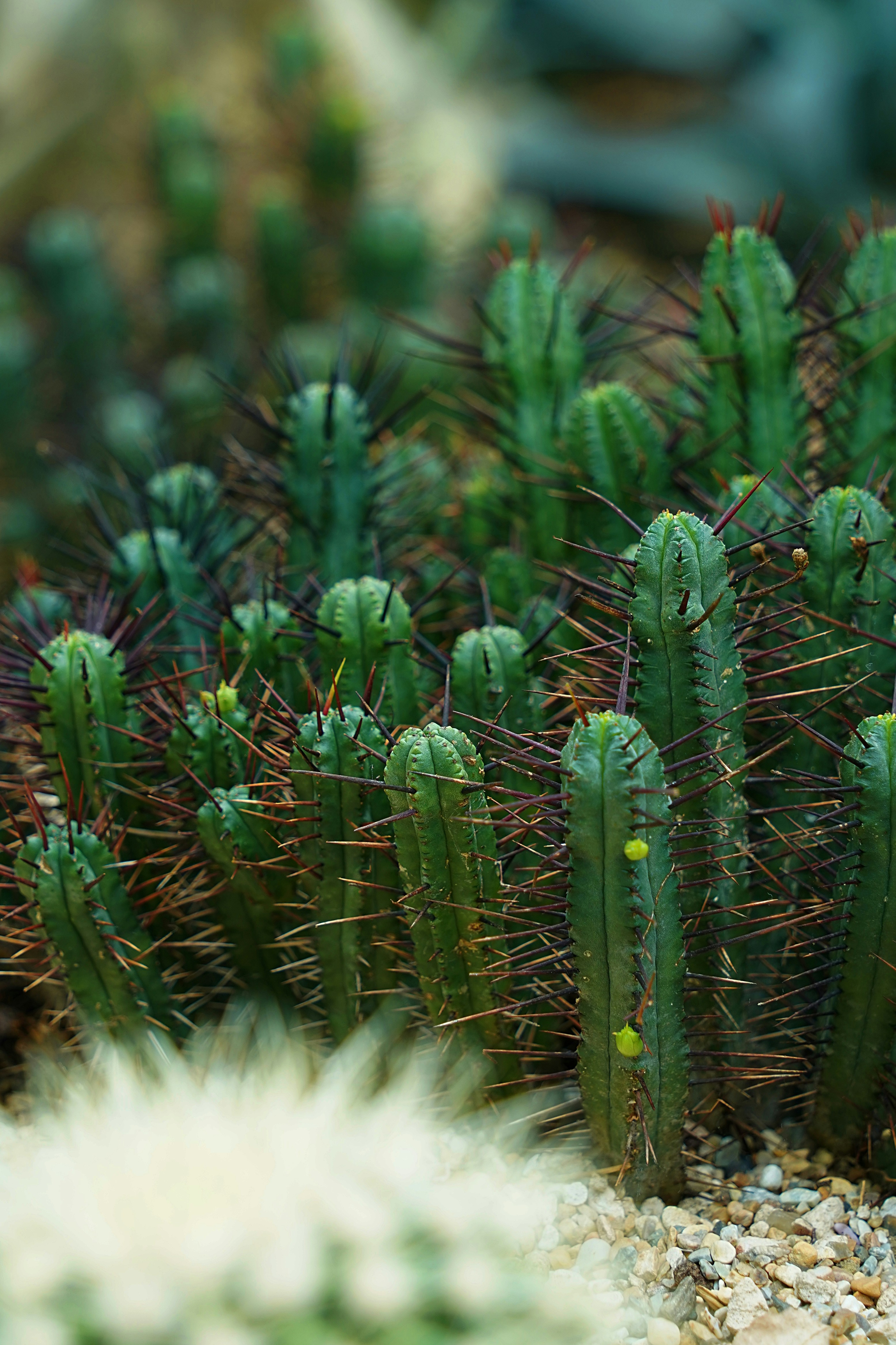 A group of green cactus plants in a garden photo – Free Marina gardens ...