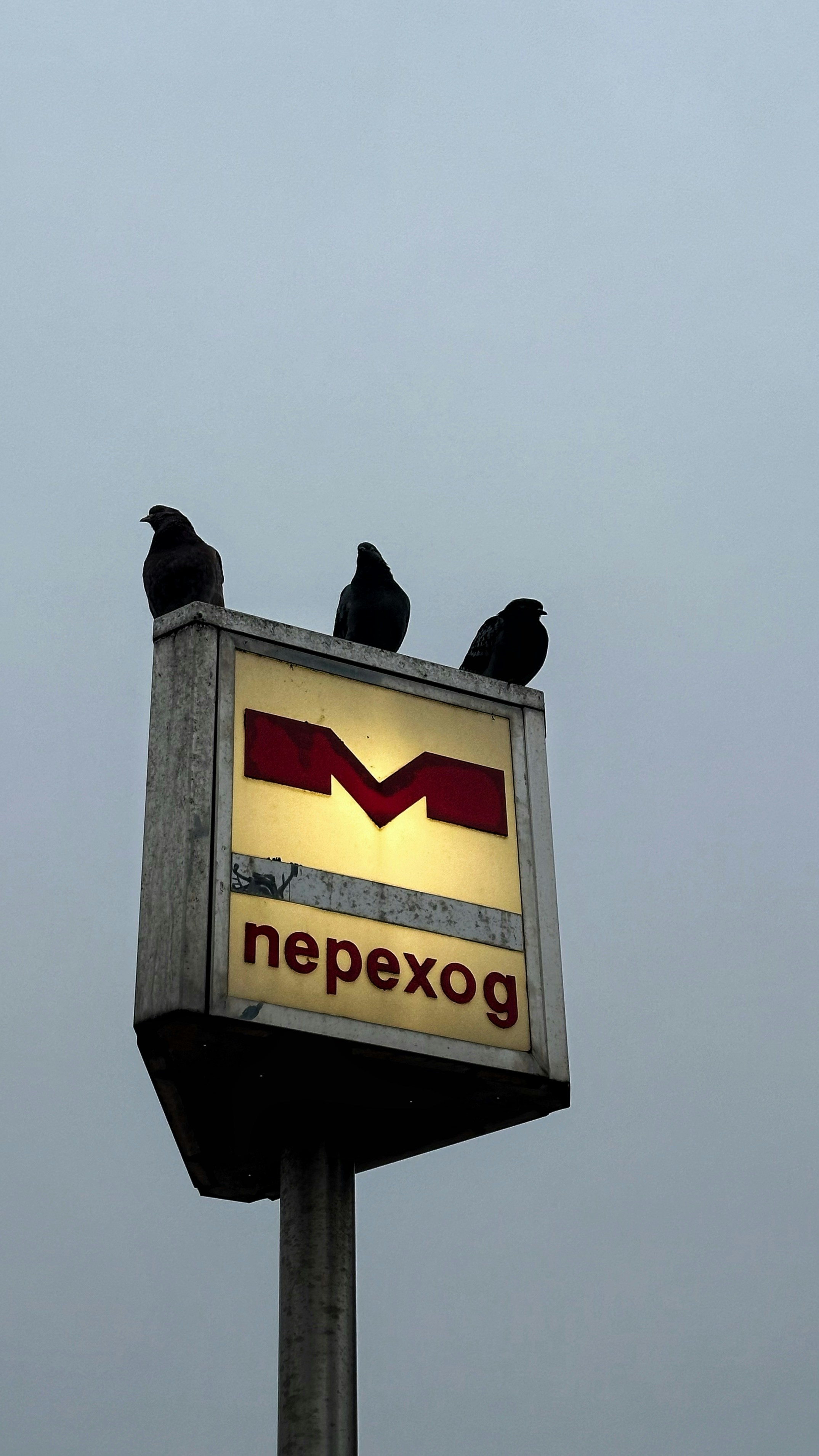 Raven Sentinel at the Metro Sign