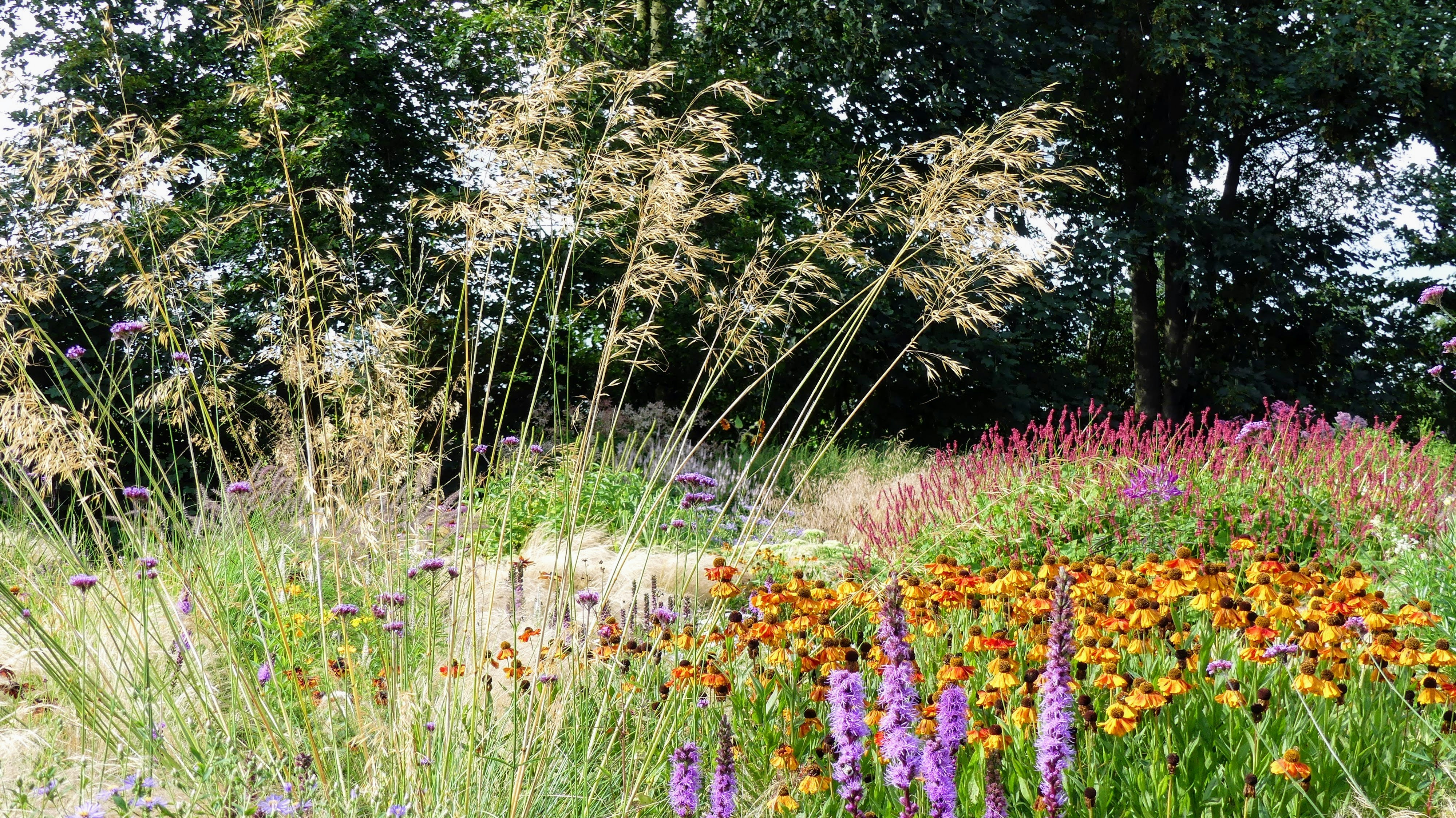 A bunch of flowers that are in the grass photo – Free Friesland Image ...