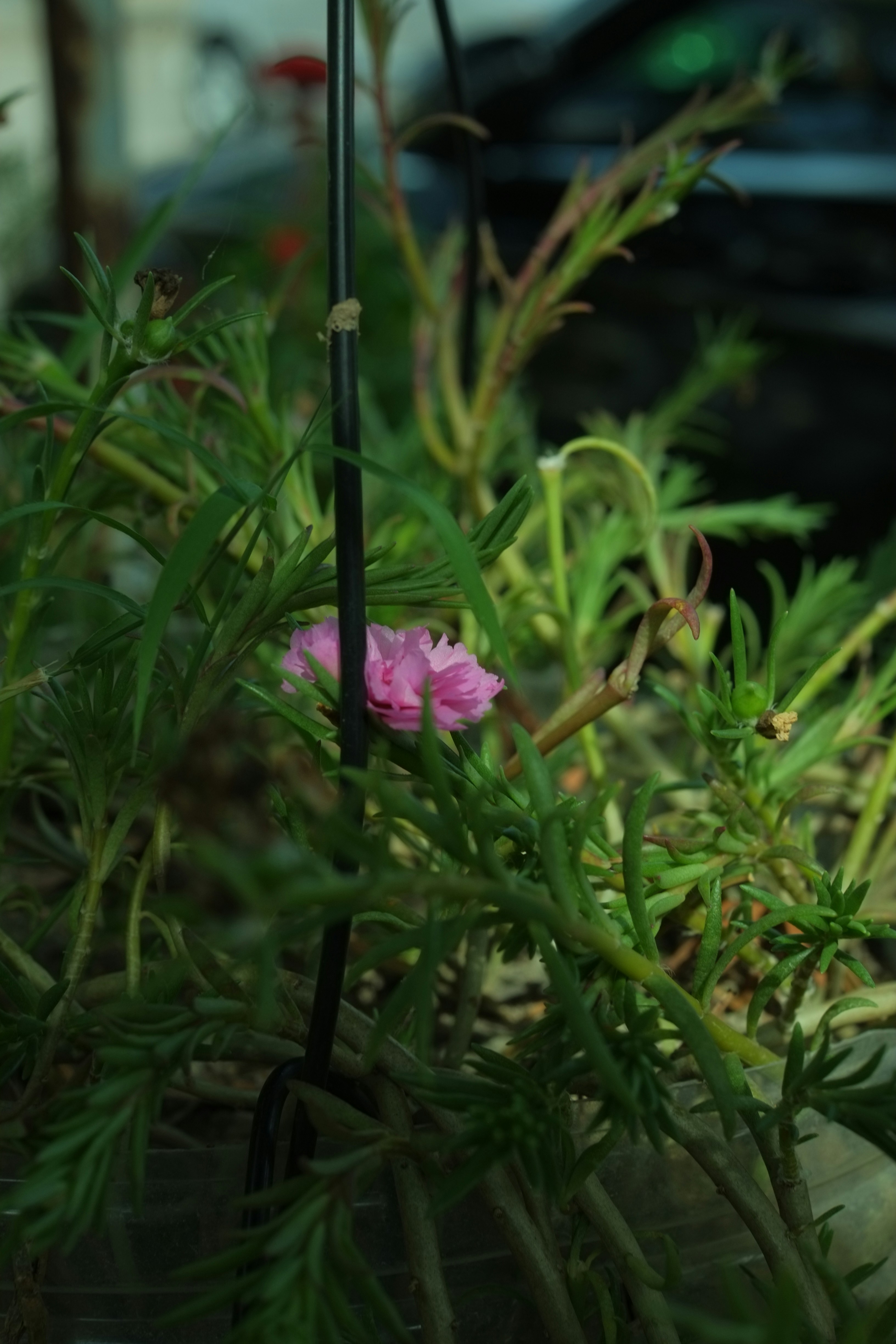 Pink bloom amid green tendrils in a garden trellis scene