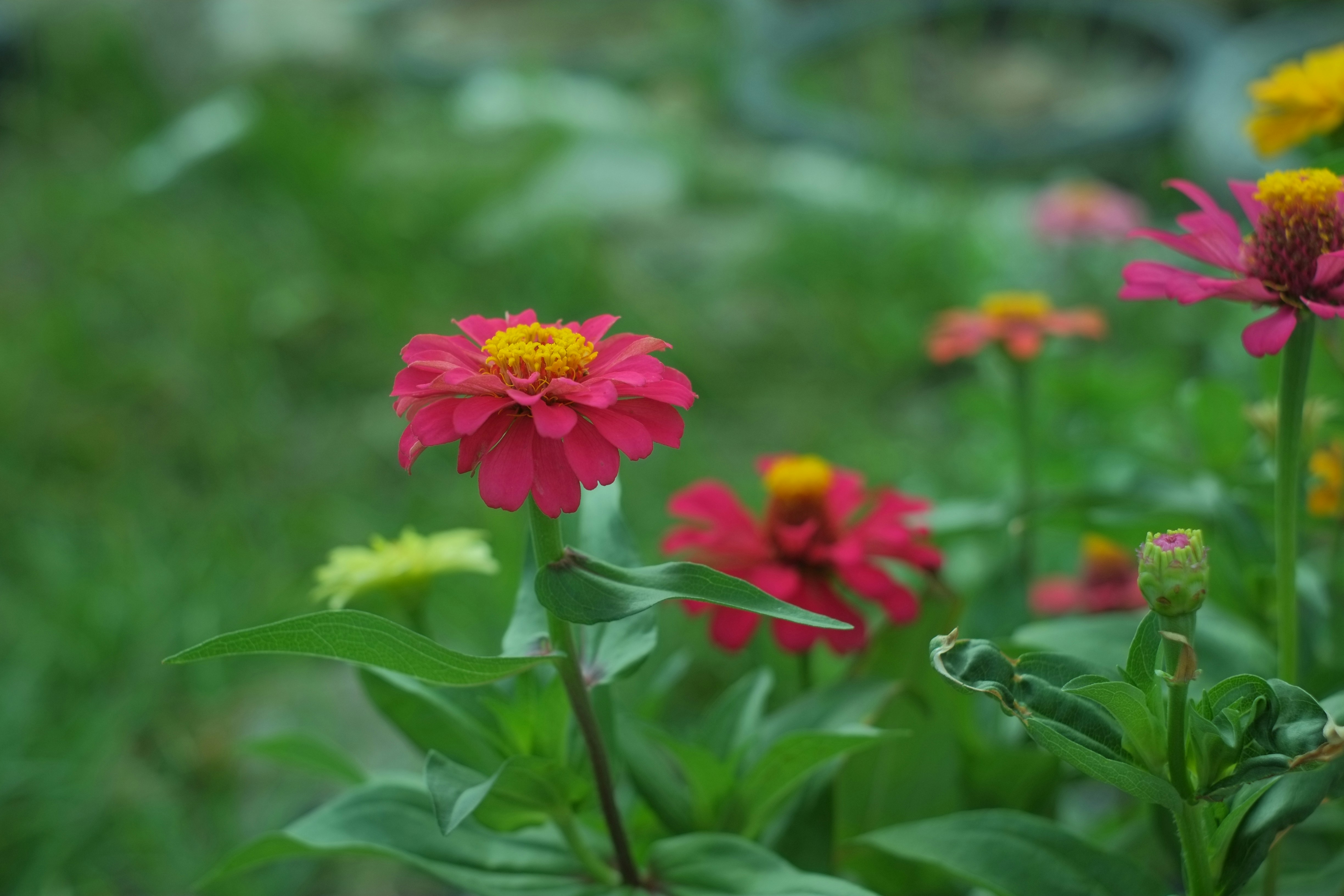 Photo by Gilbert Ng with Fujifilm X-Pro1