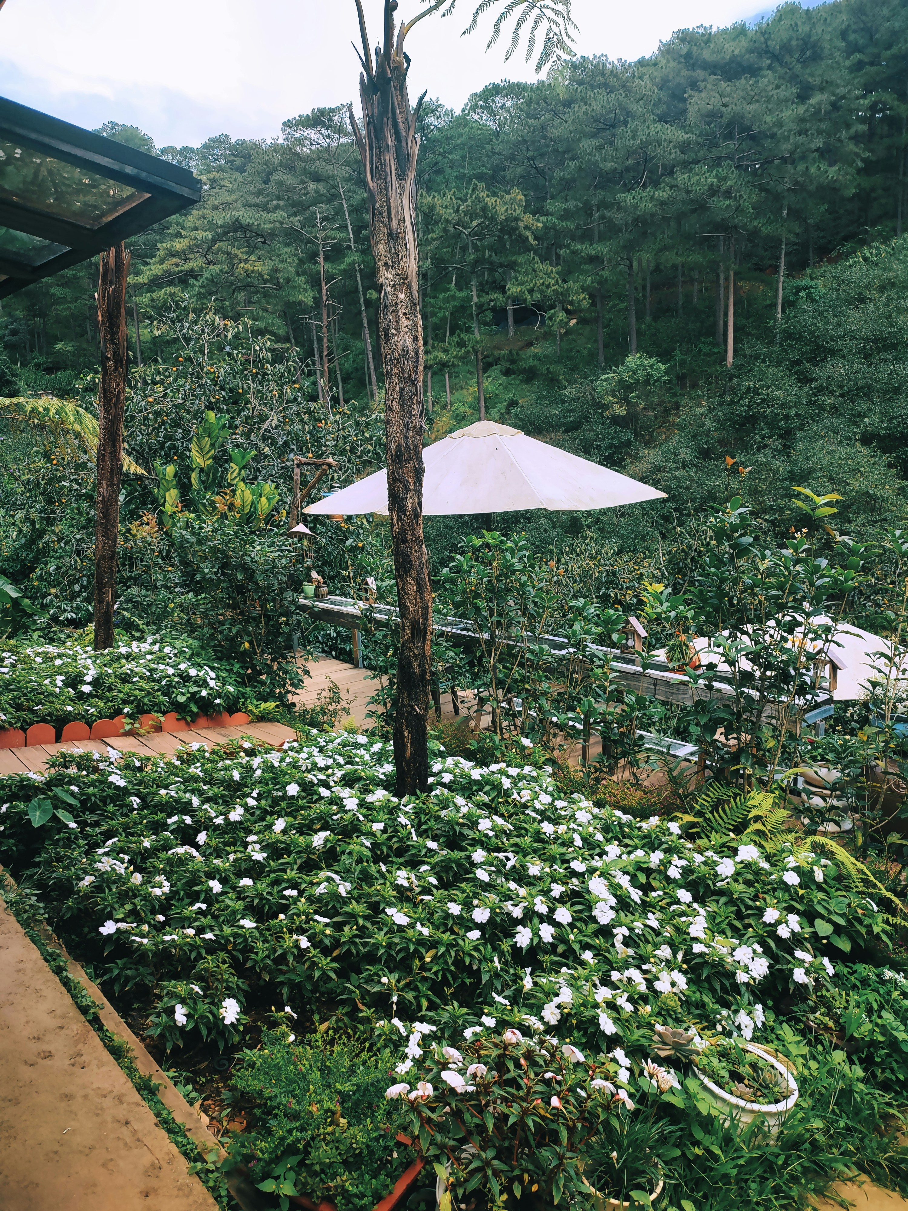 30 Herbal Tea Garden Ideas to Brew Bliss at Home 🌿 (2026) - Growing Teas