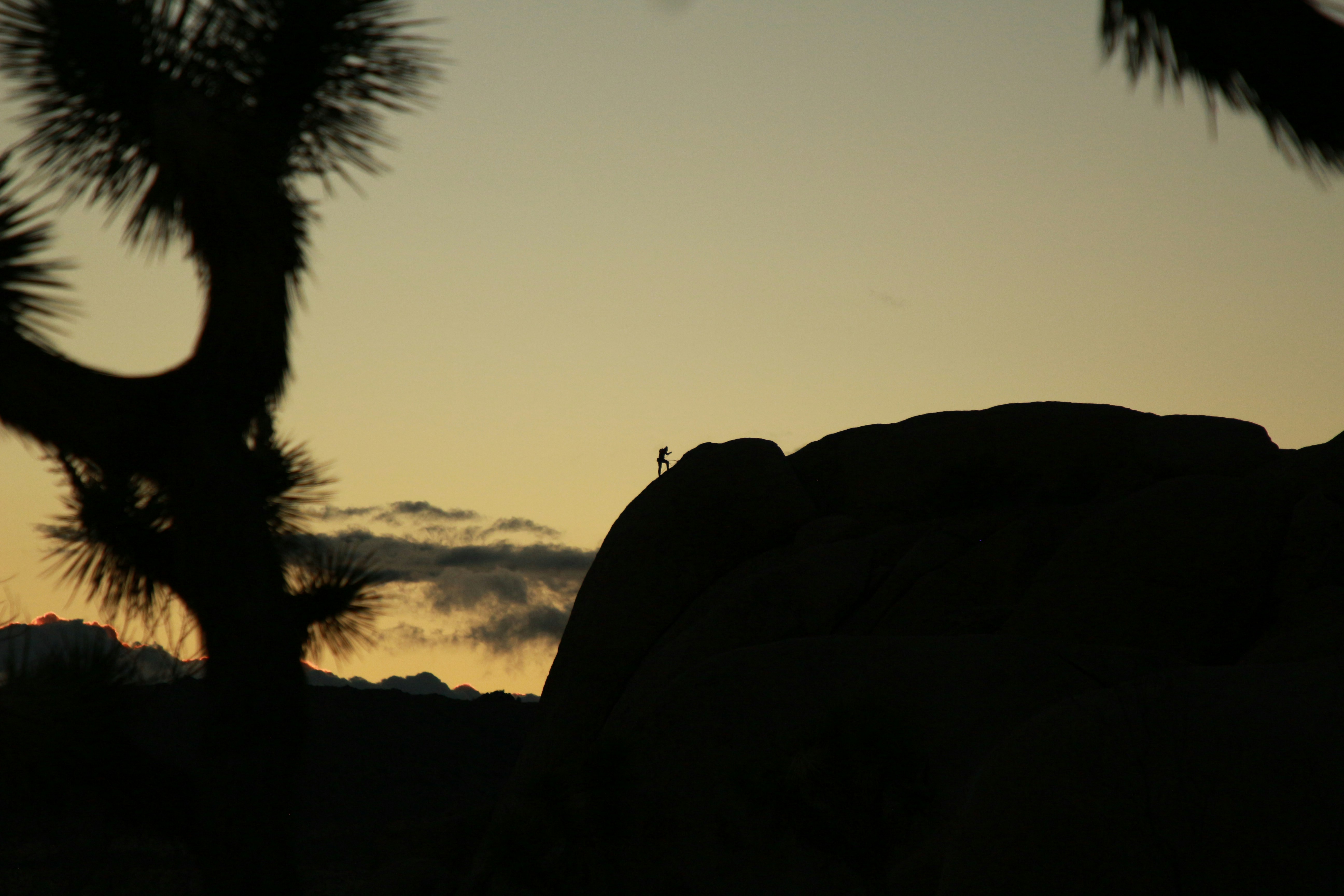Dusk Outcrop: A Lone Figure on the Rock Framed by Palm Silhouettes