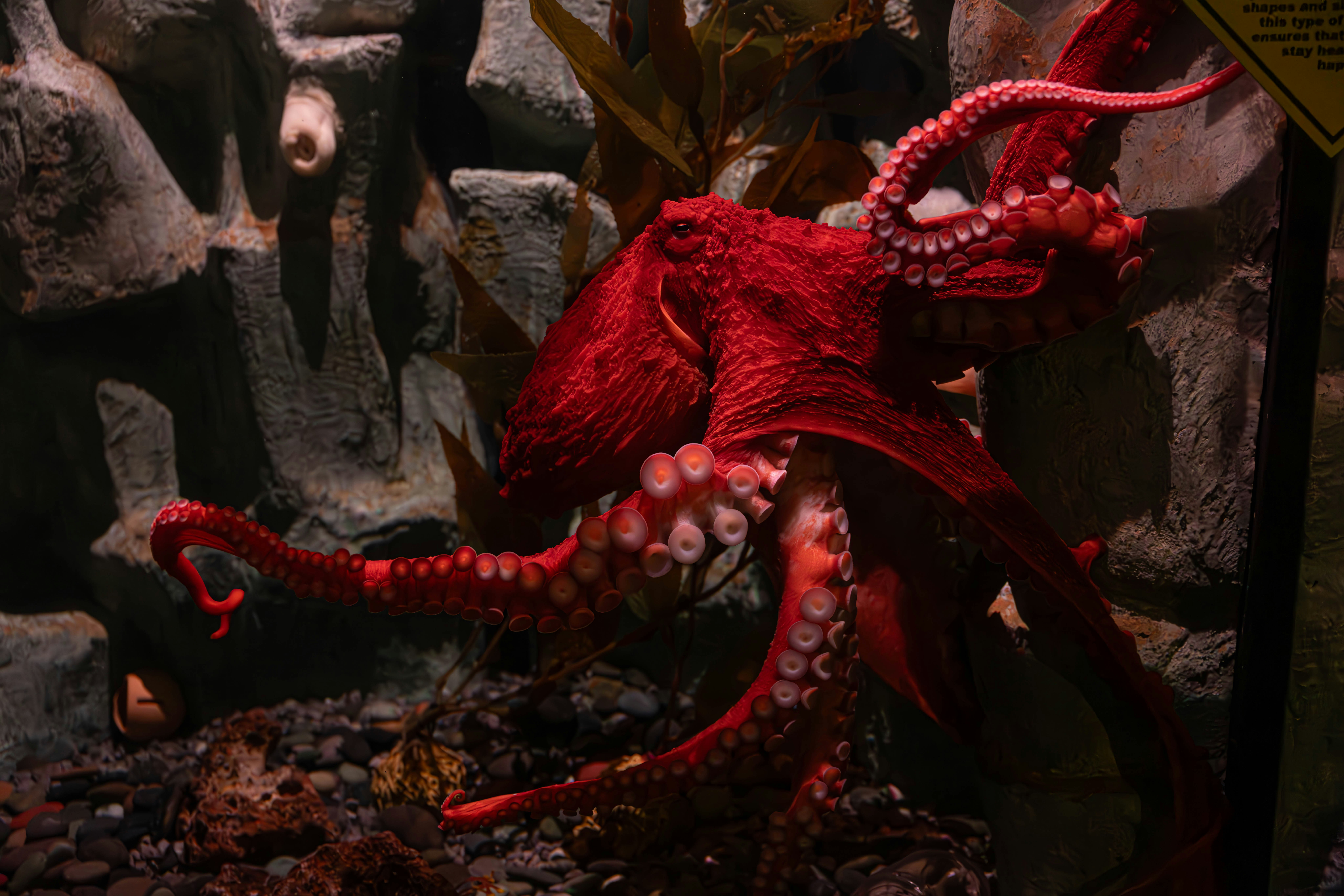 An Octopus expores along an aquarium wall. He is red and beautiful -- and you can see his suction cups.Sunira Moses