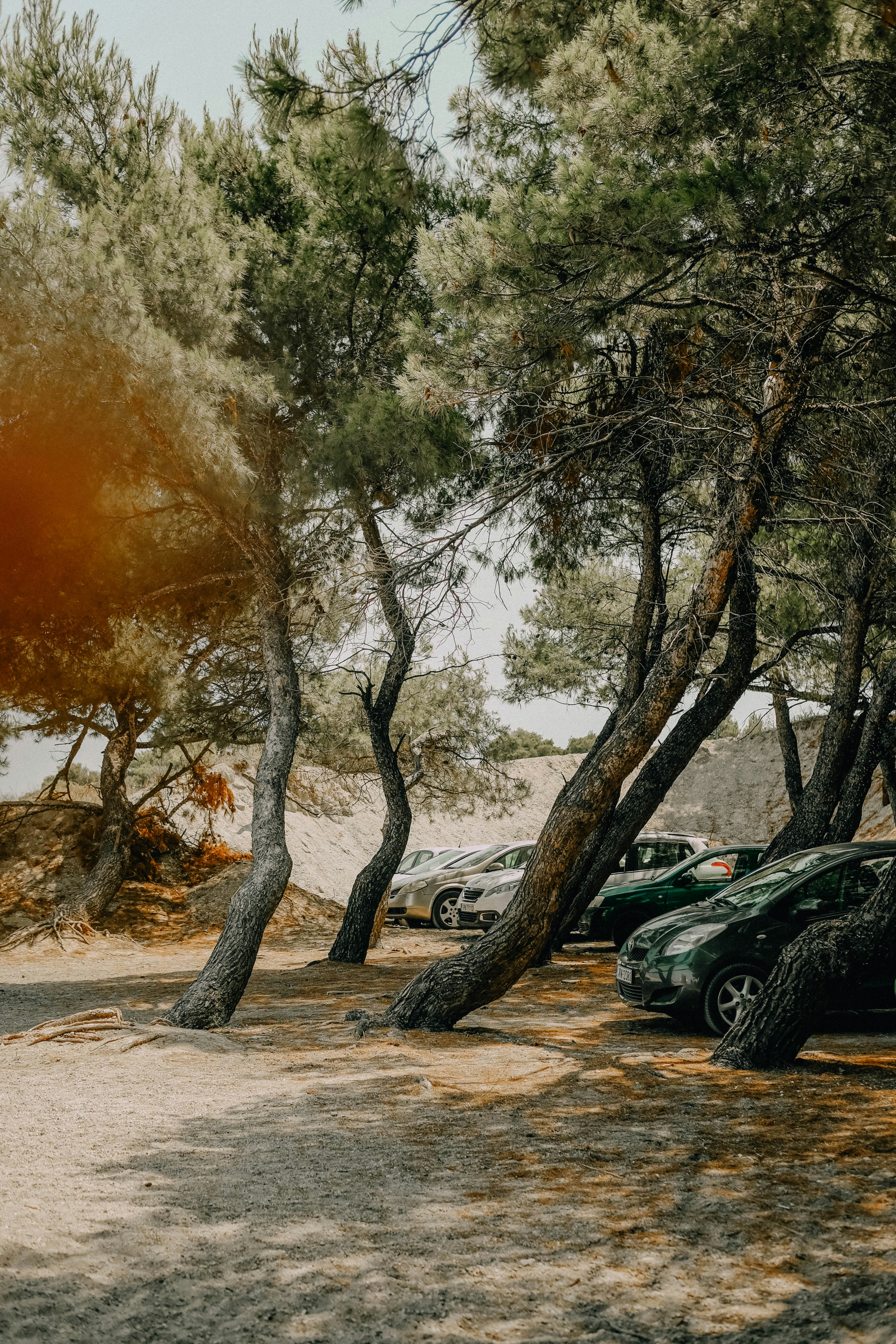 Carved shade: a sunlit row of parked cars peeks through leaning pines