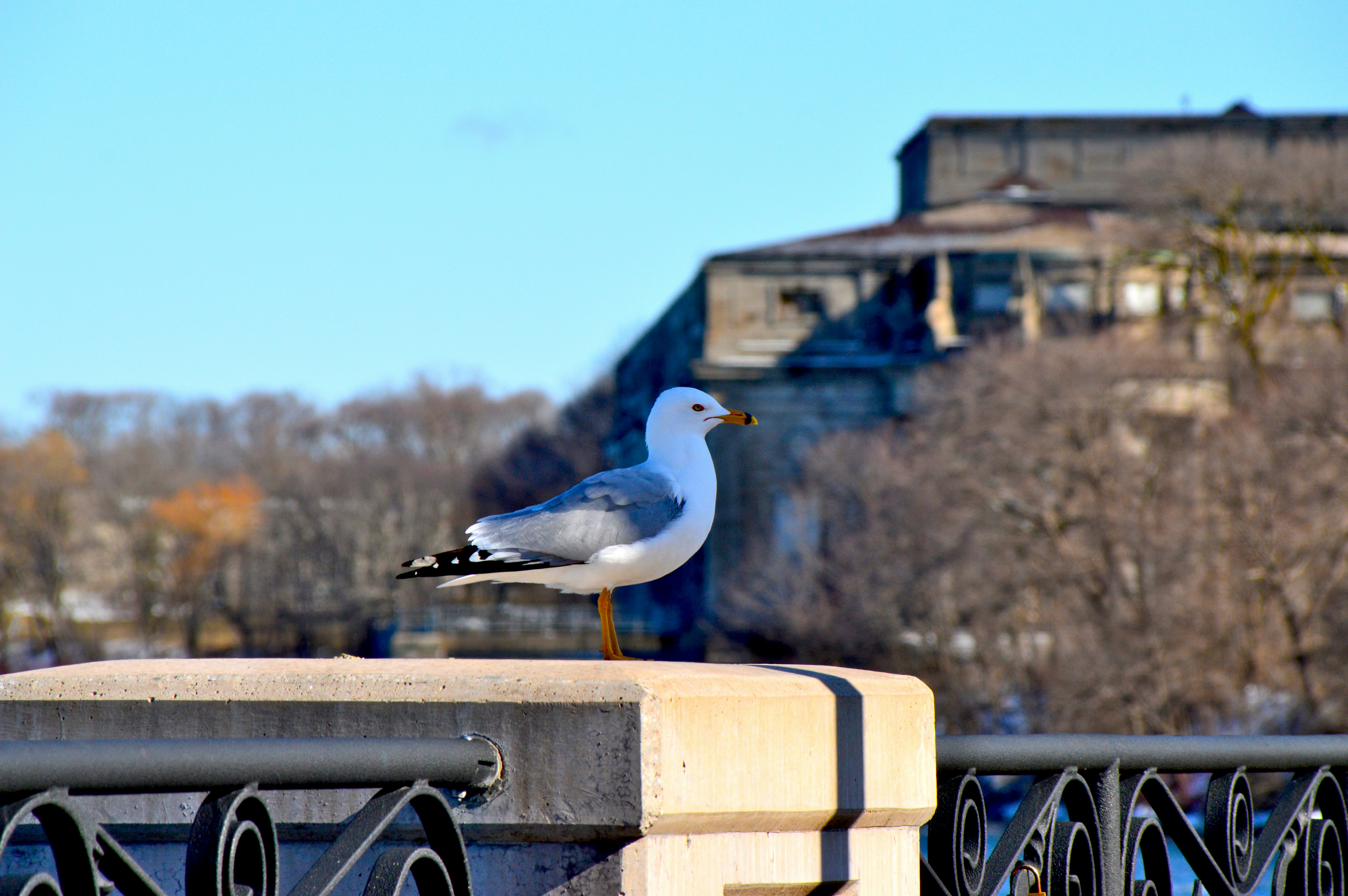 Seagull at a park