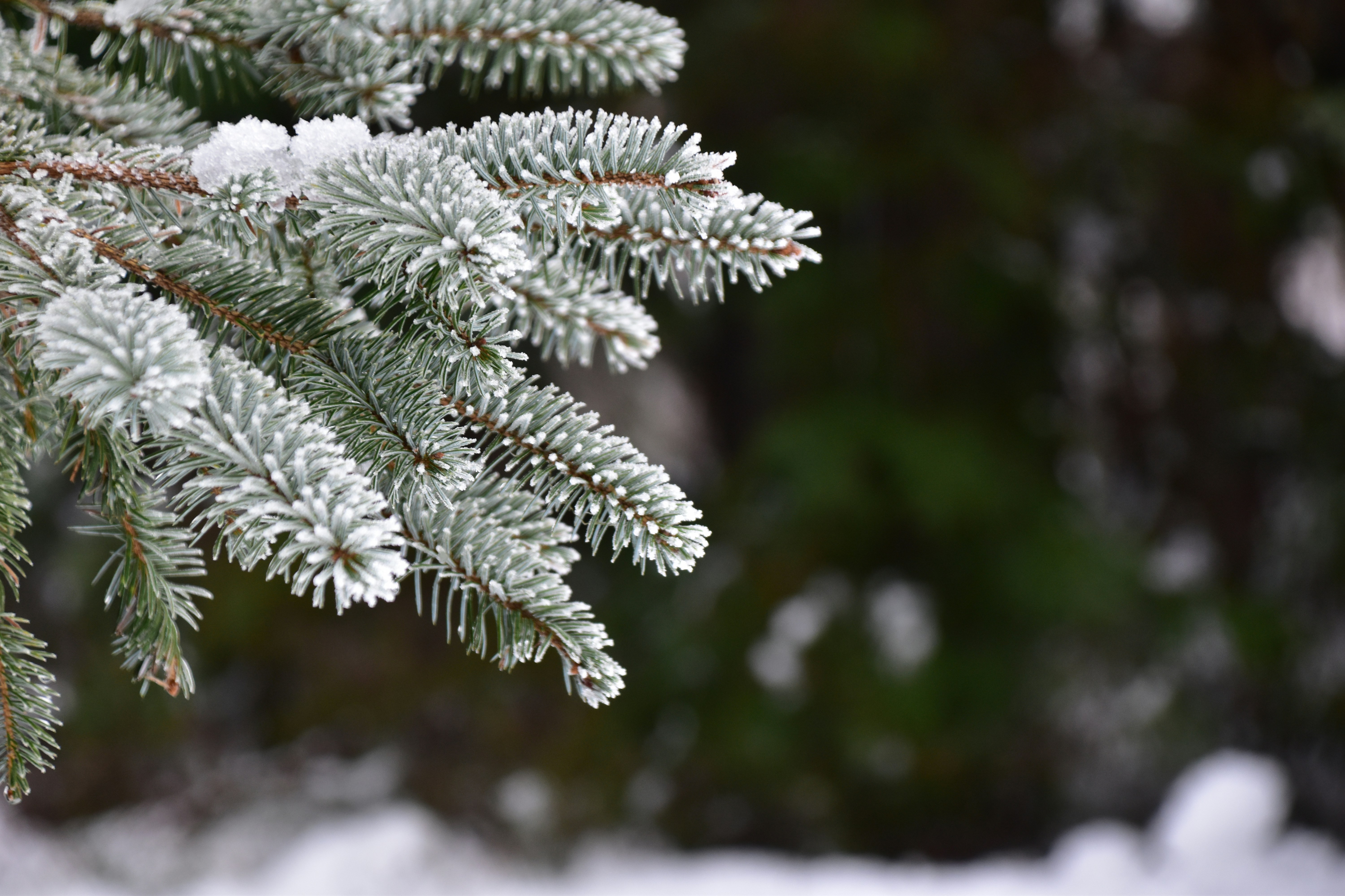 Crystal Frost on Pine Needles: a Quiet Winter Macro