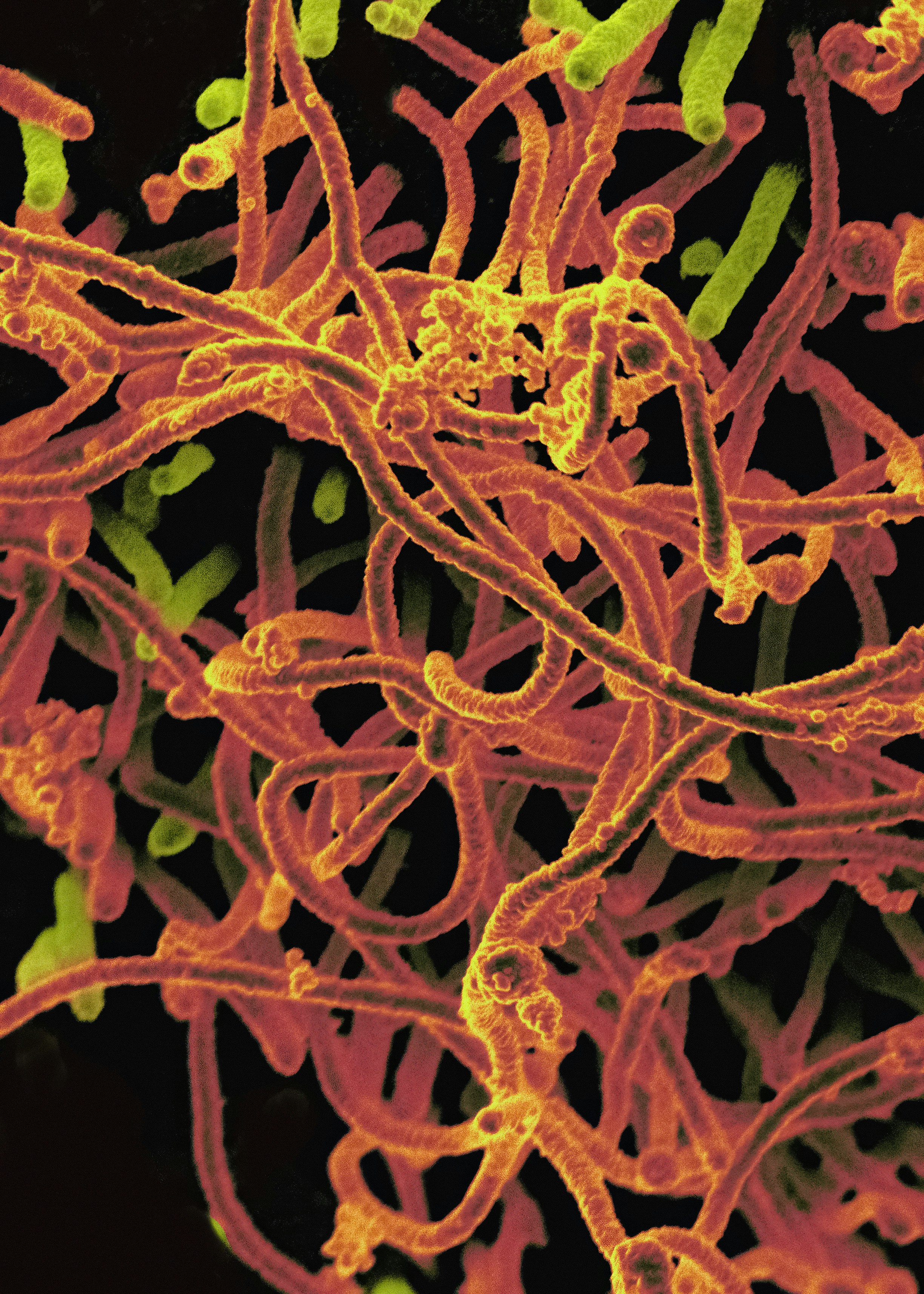 A close up of an orange and green plant photo – Free Pathogen Image on ...