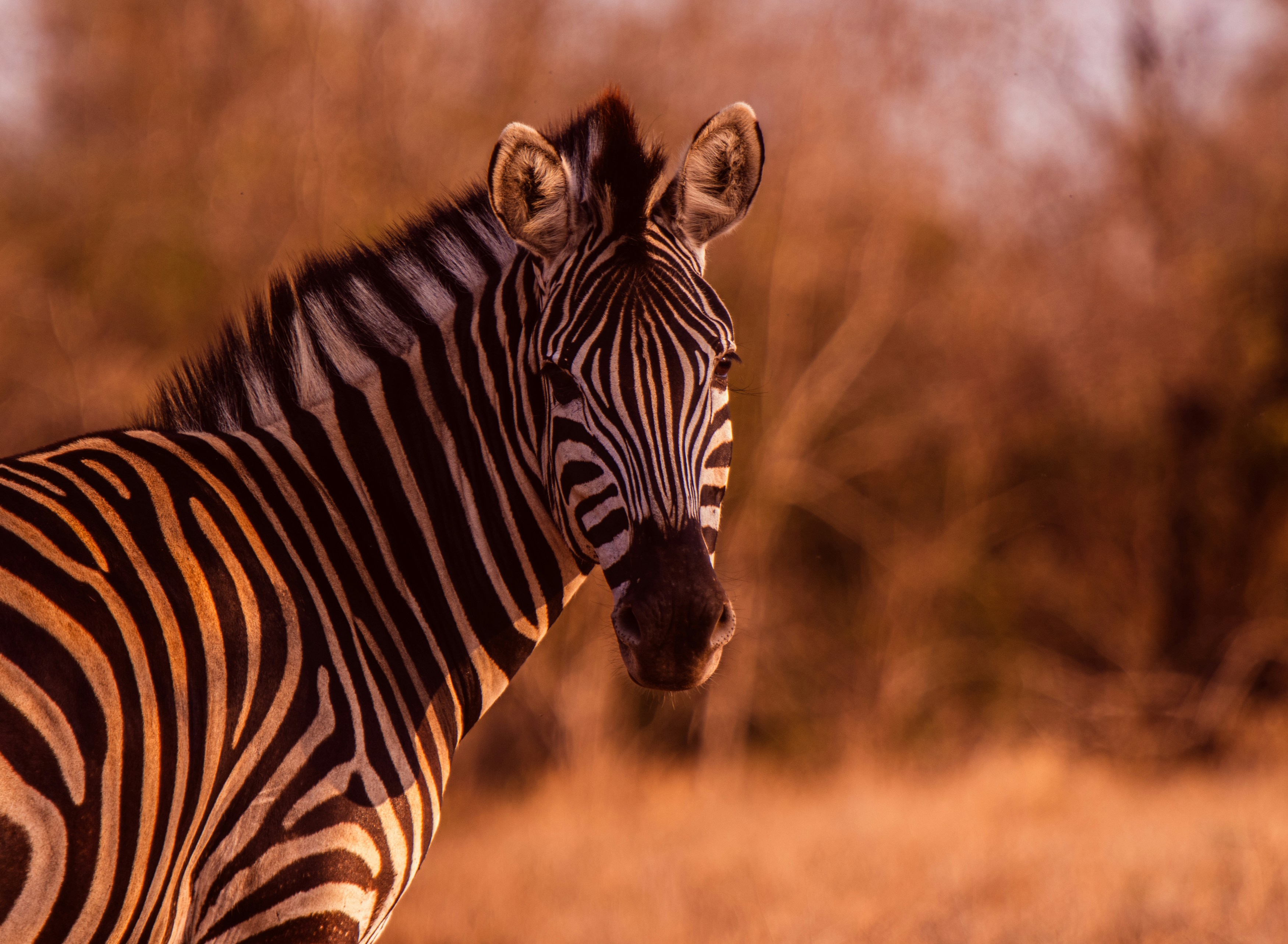 A close up of a zebra in a field photo – Free South africa Image on ...