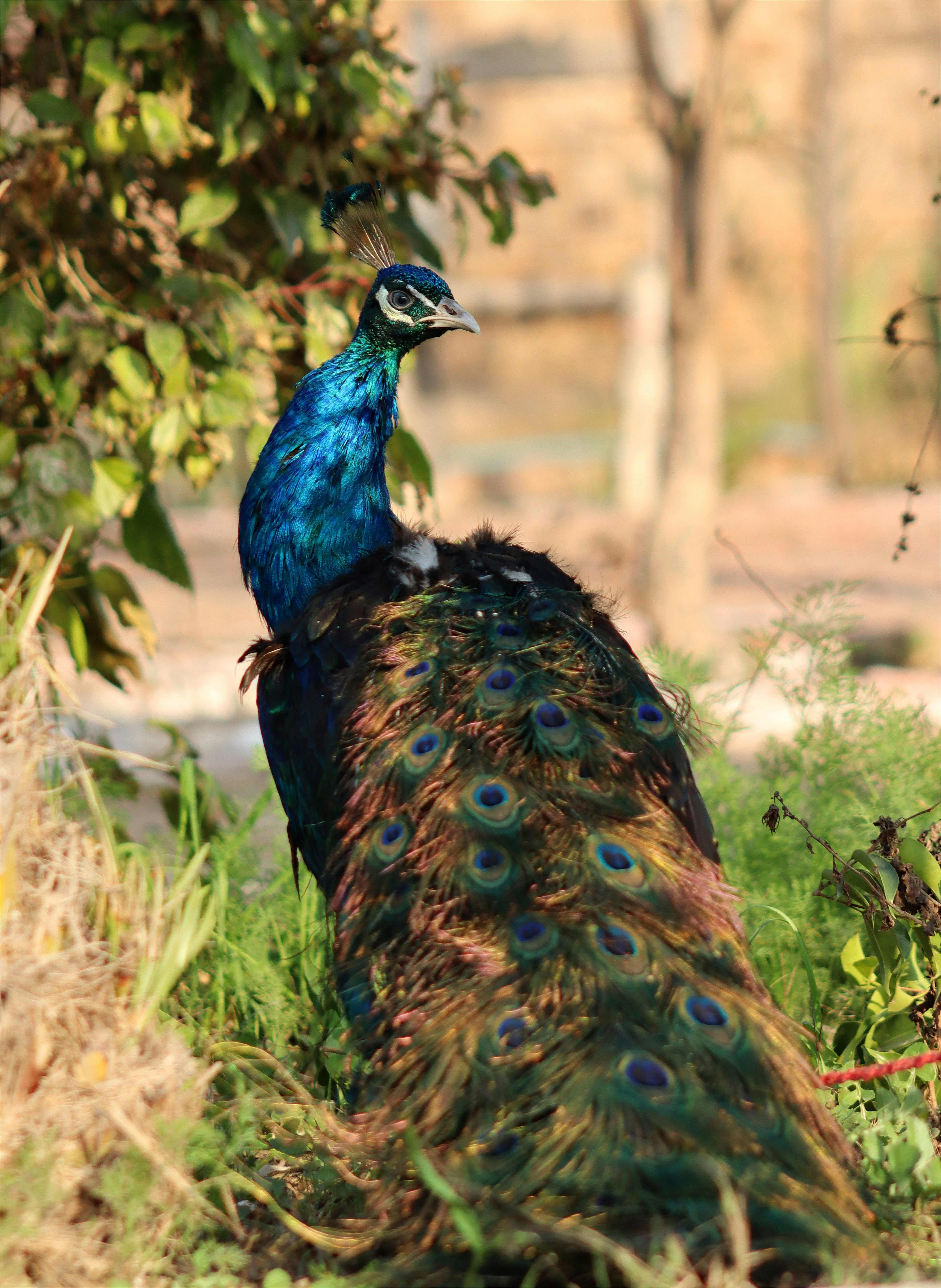 Azure Crest in a Quiet Garden: Peacock’s Iridescent Tale