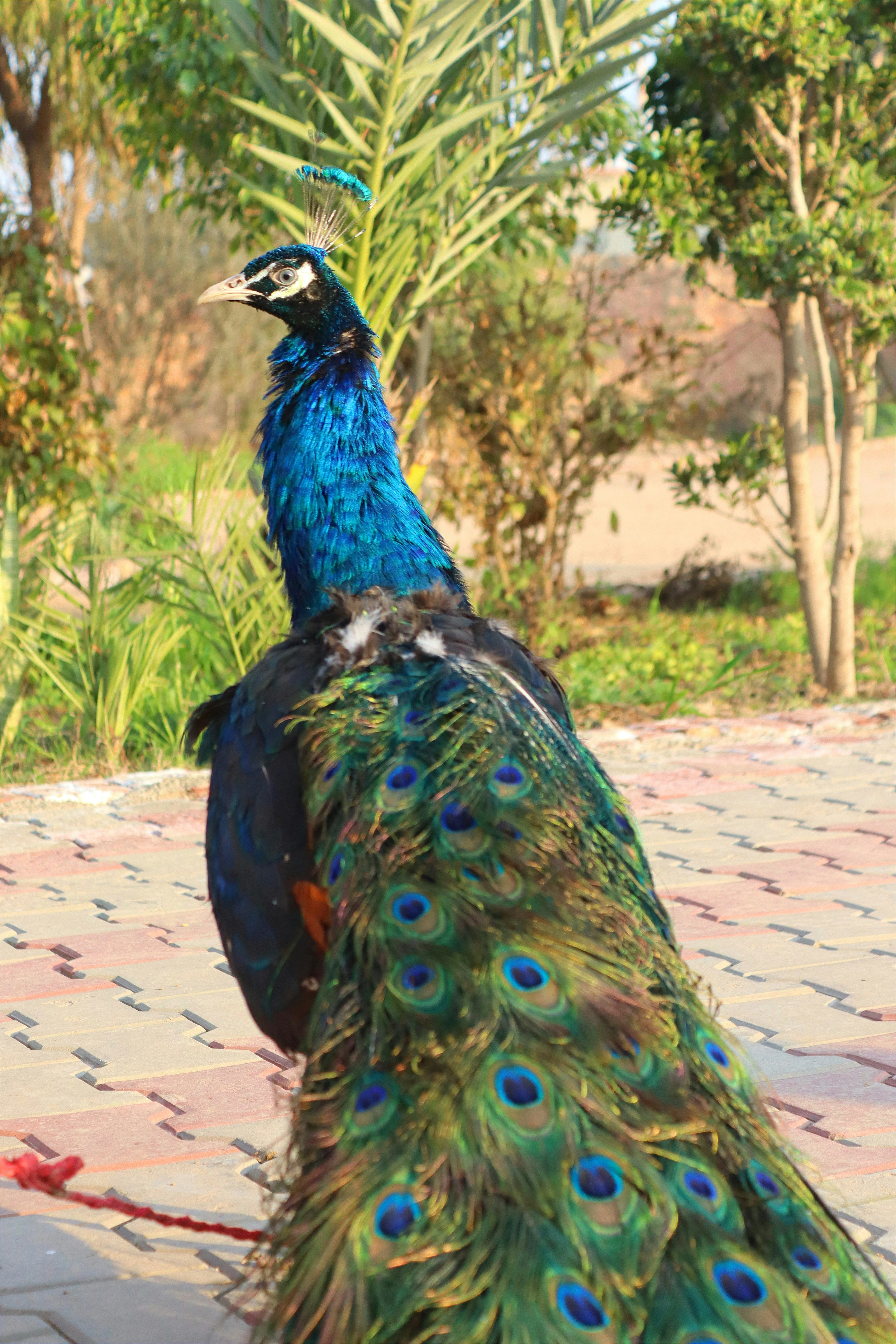 Azure Crown at the Garden Edge: a Peacock Poses on a Sunlit Path