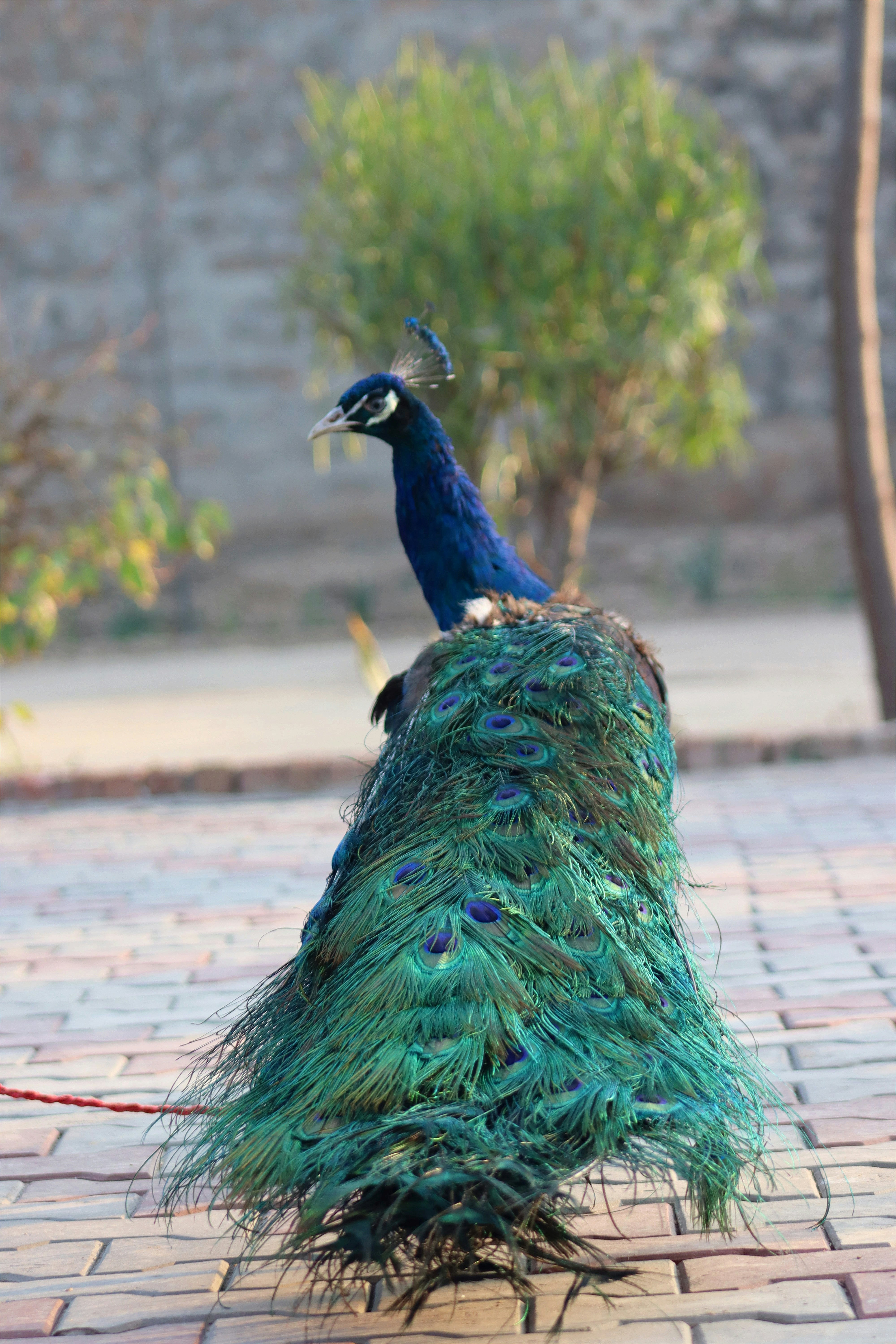 Emerald Tapestry: A Peacock Struts Through the Courtyard