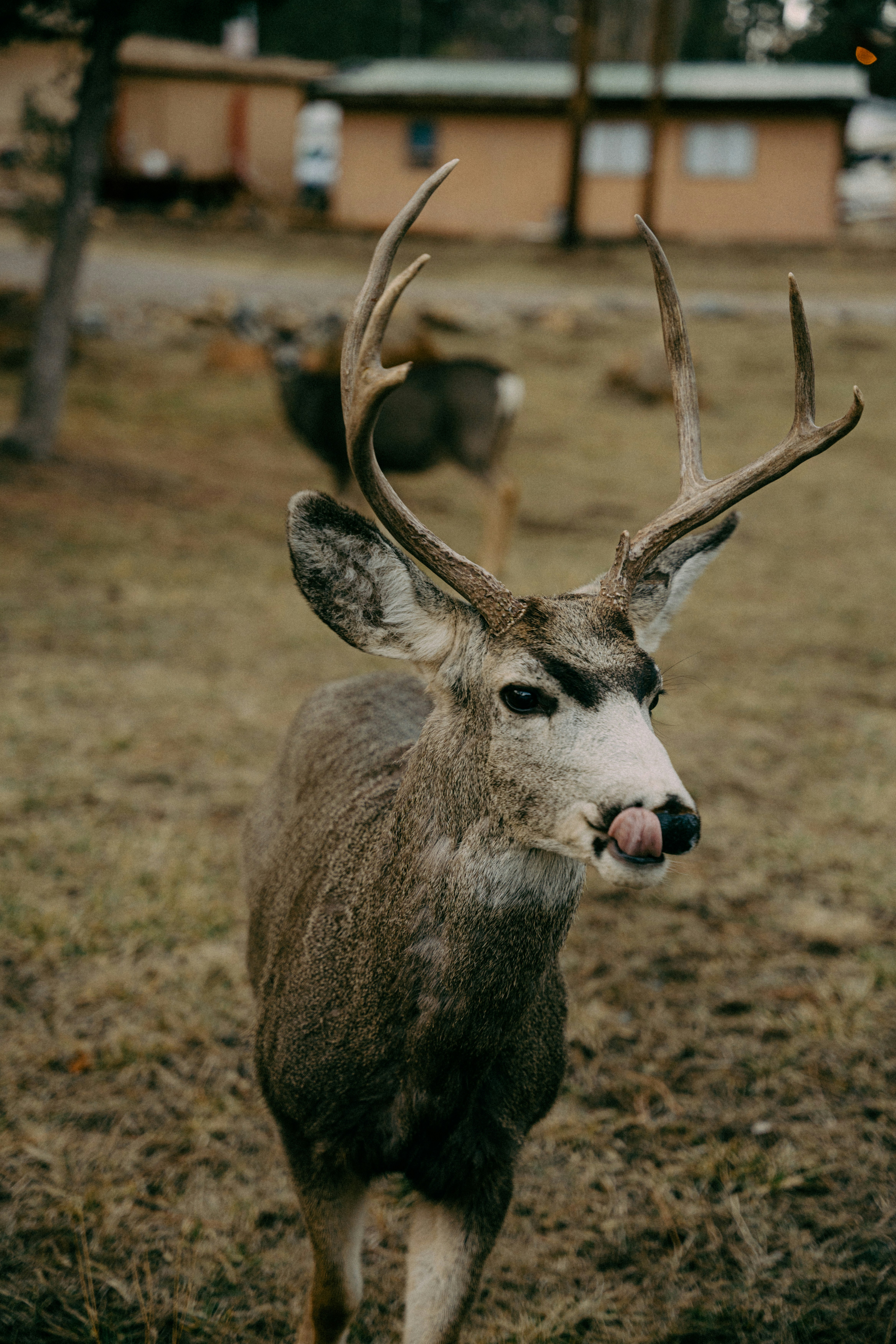 Lip-Licking Stag in a Quiet Clearing: Antlers Framing a Moment of Stillness