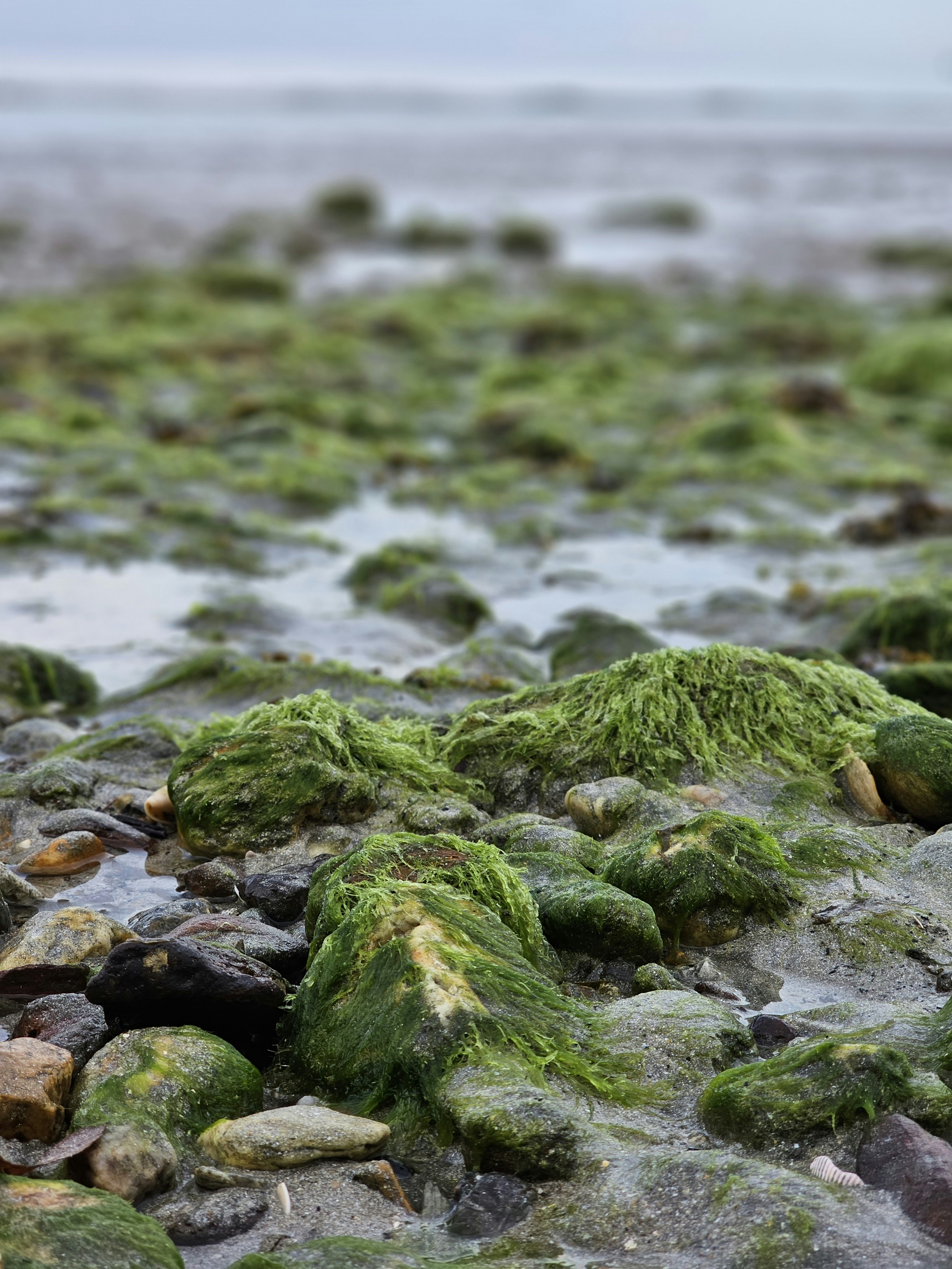 Lush green seaweed blankets rocky tidal pools, reflecting the tranquility of the shore. The scene captures the intricate relationship between land and sea.