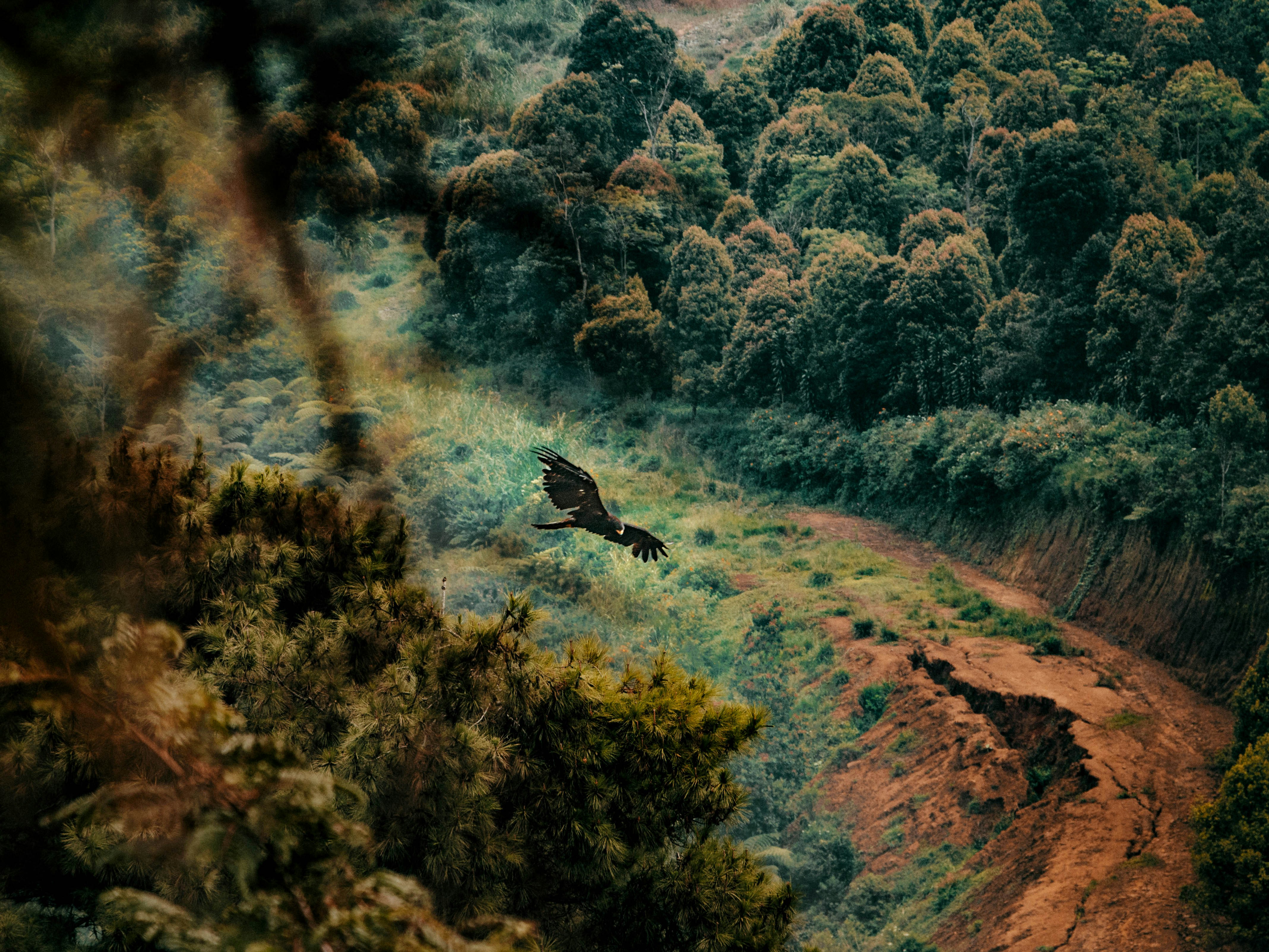 Hawk Over a Verdant Ravine
